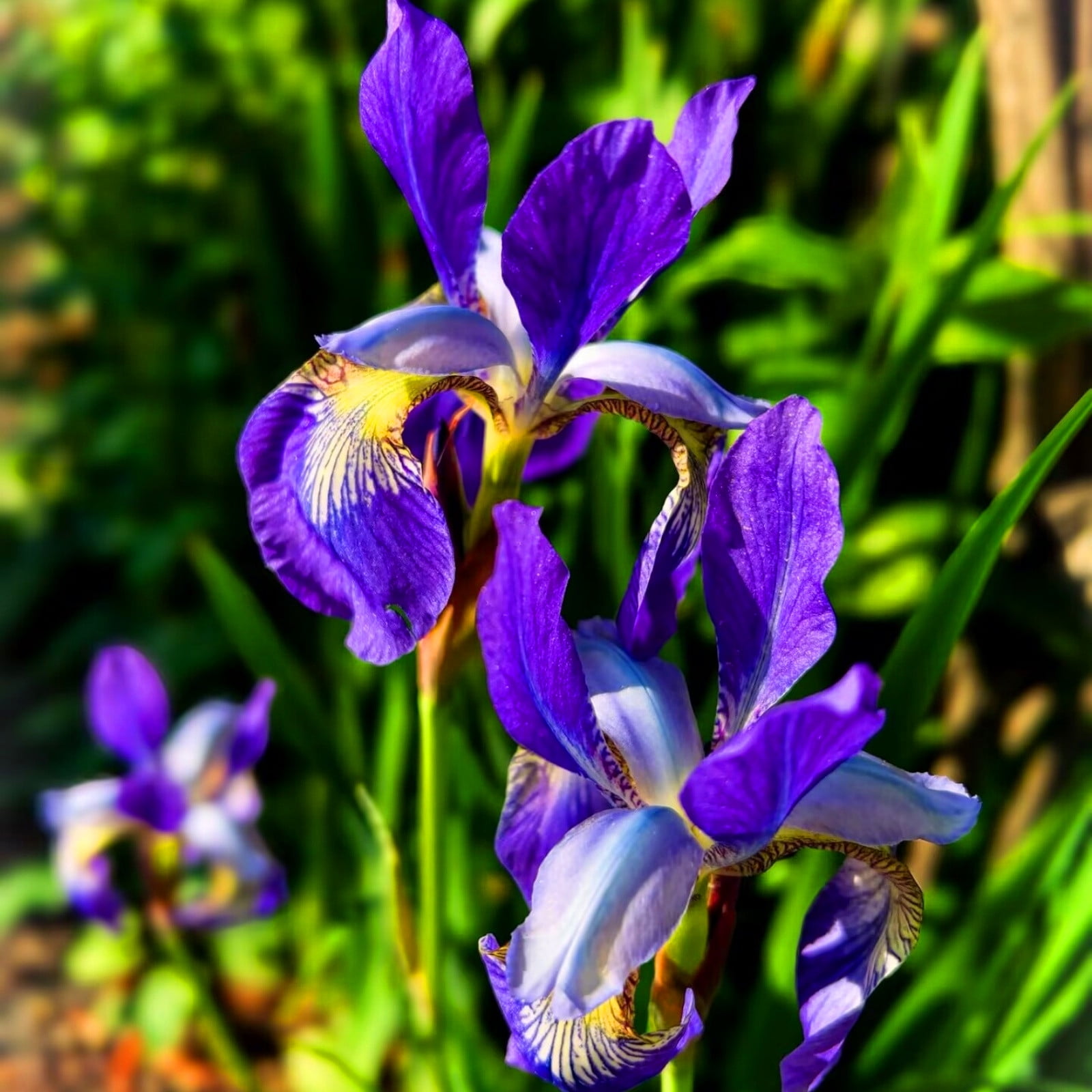 Iris bulbs - various colour options, ideal for garden plants - Walmart.com