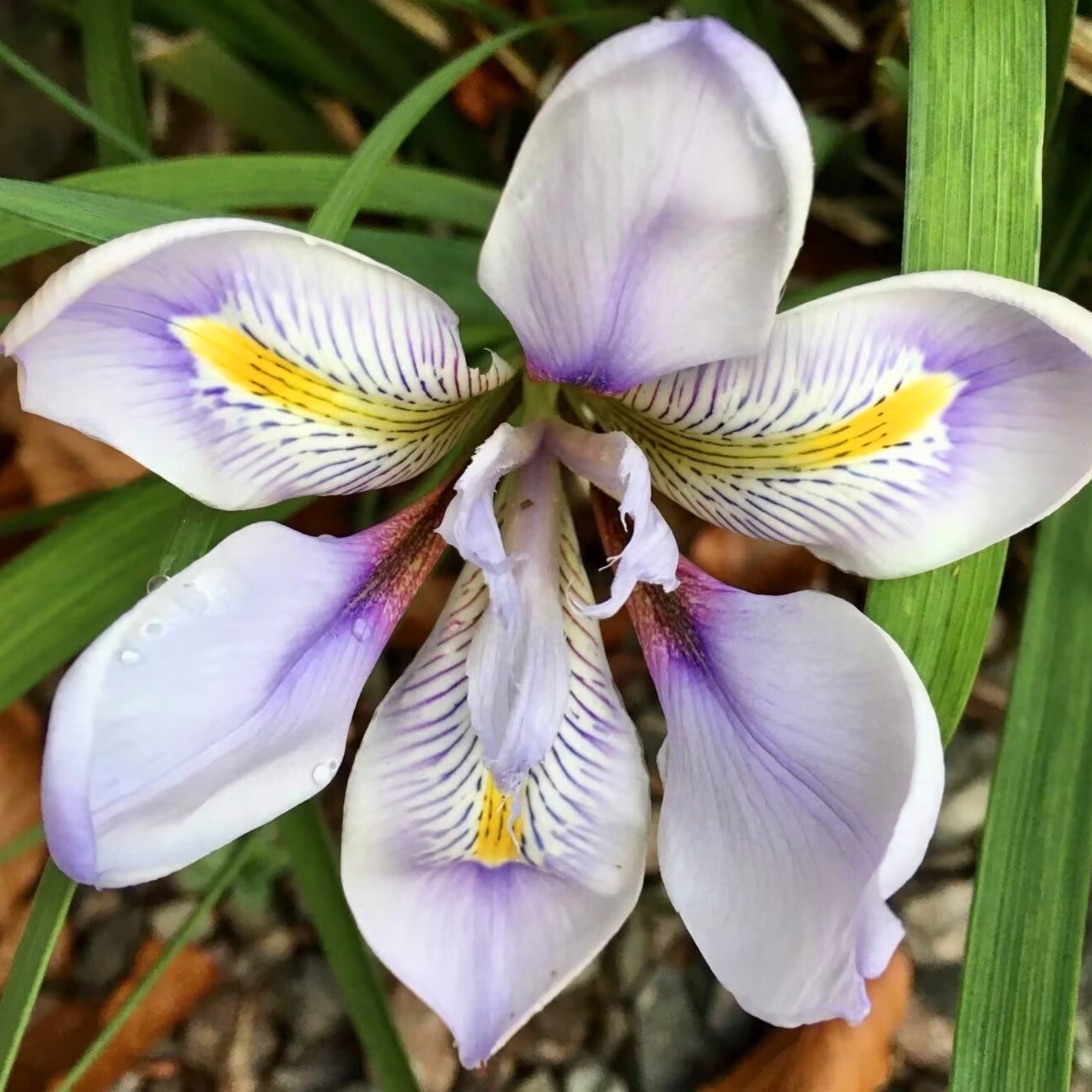 Iris bulbs - various colour options, ideal for garden plants - Walmart.com