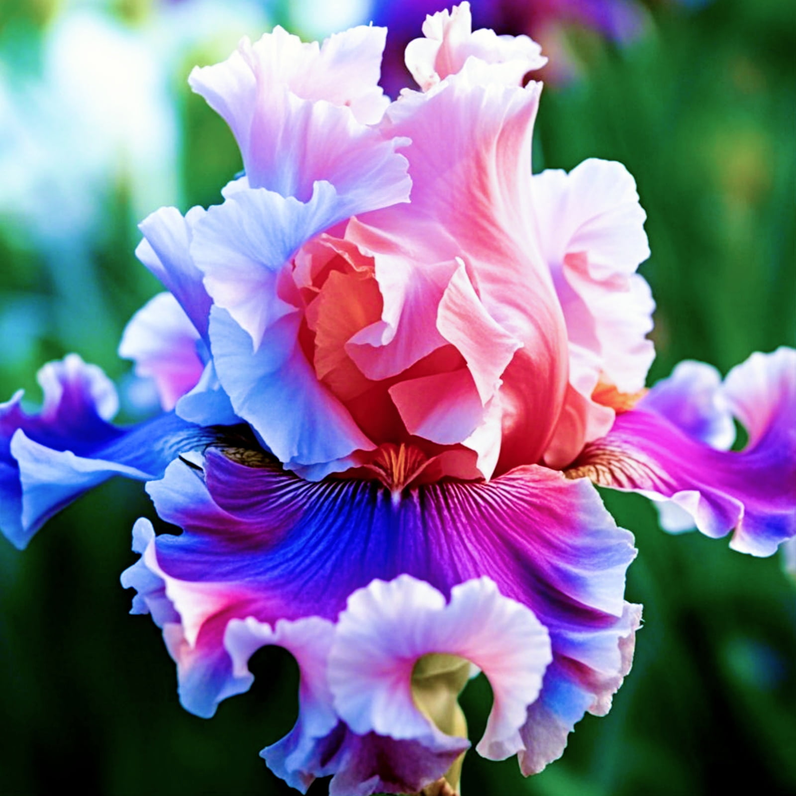 (Iris bulk) Iris for sale Professional Planting for Stunning Garden ...