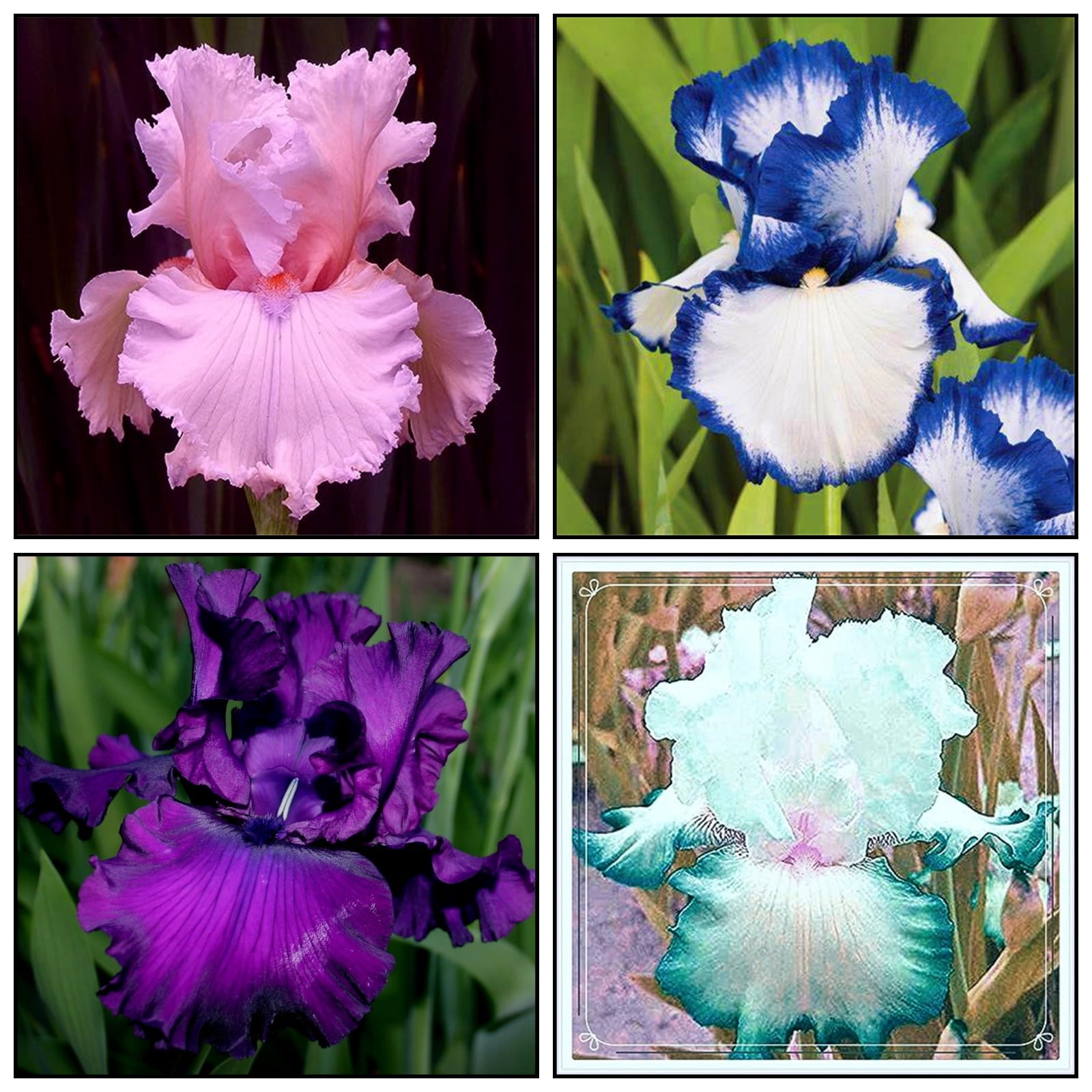 (Iris bulk) Professional Planting for Stunning Garden Displays Easy ...