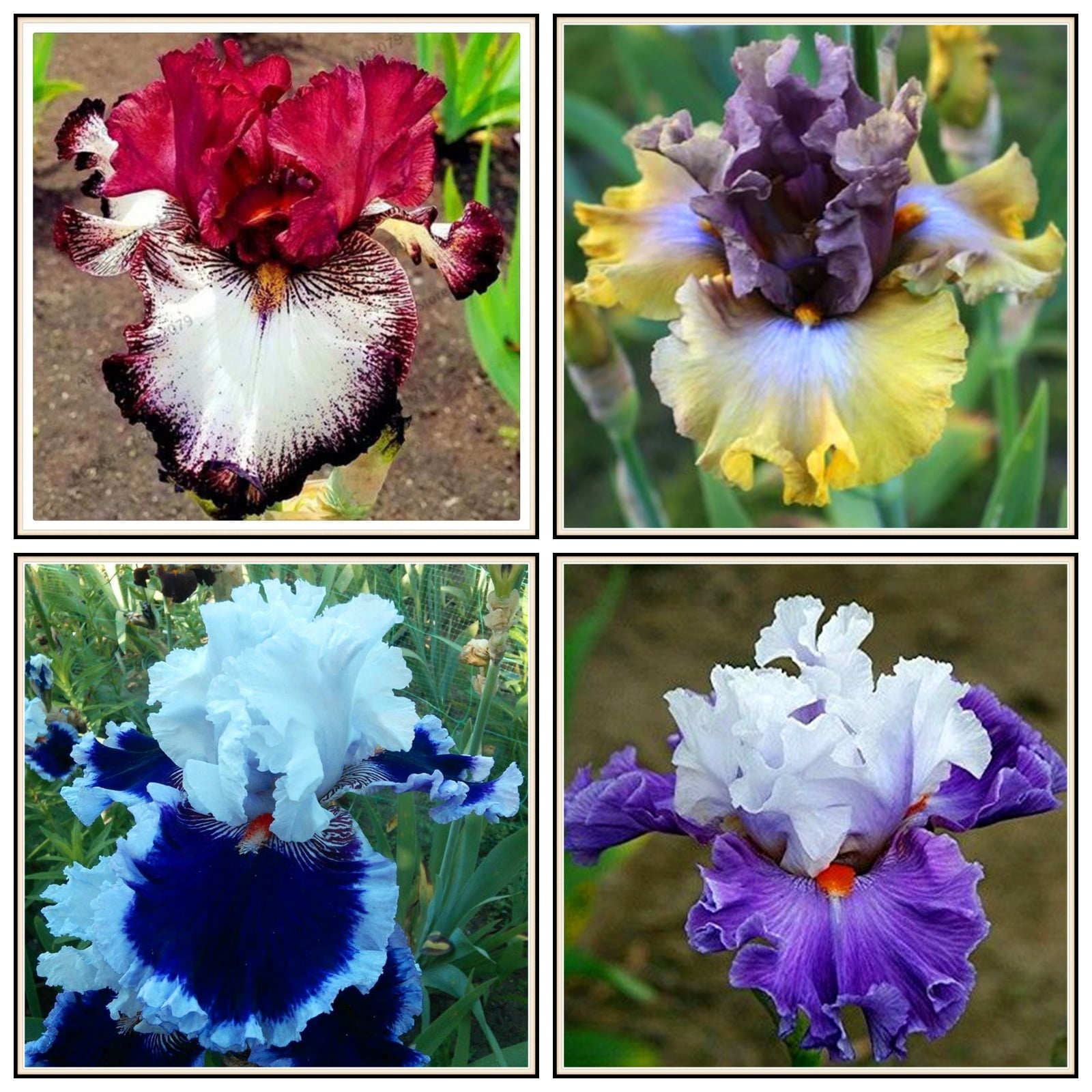 (Iris bulk) Professional Planting for Stunning Garden Displays Easy ...