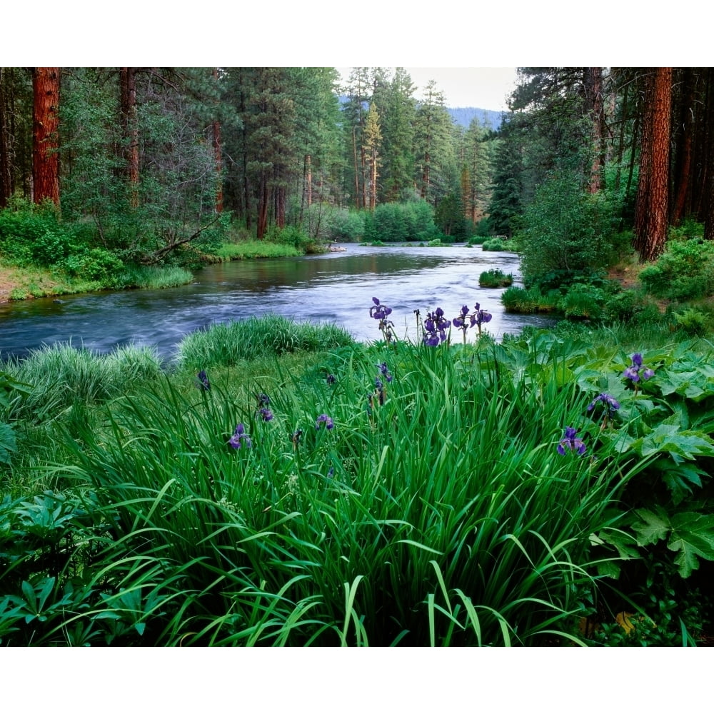 Iris flowers by the Metolius River Camp Sherman Deschutes National ...