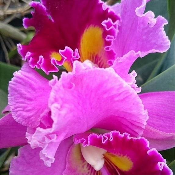 Iris for Planting-(Non-Artificial)-Easy Care & Quick Sprouting ...