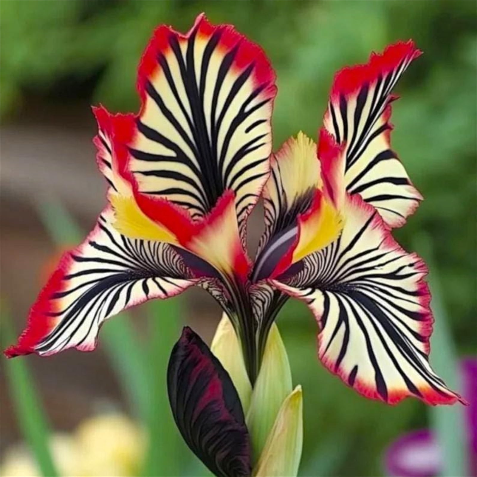 Iris for Planting-(Non-Artificial)-Low Effort to Grow, Fast Germination ...