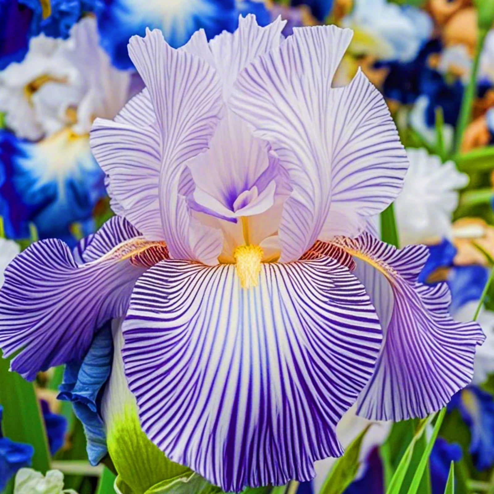 Iris for Planting Professional Planting Garden Displays Easy Planting Fall or Spring - Walmart.com