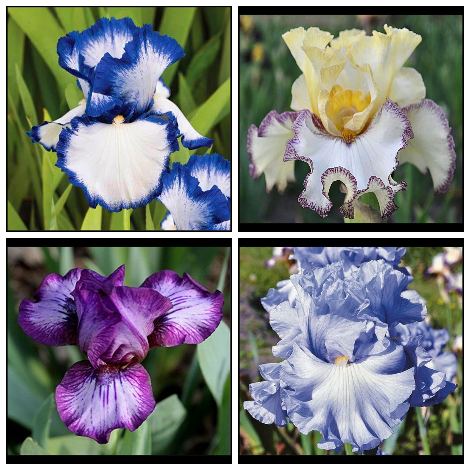 Iris for Planting Professional Planting for Stunning Garden Displays ...