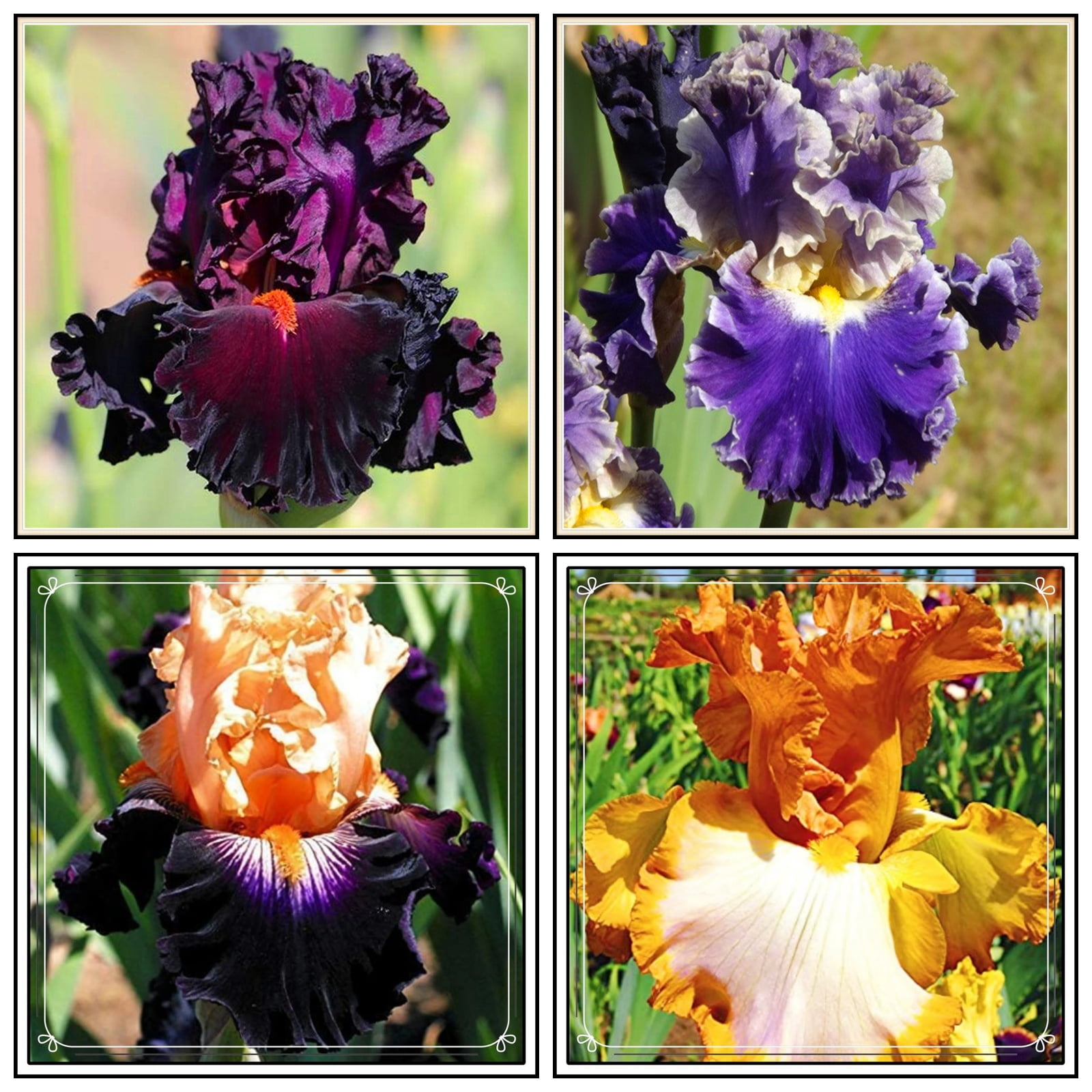 Iris for Planting Professional Planting for Stunning Garden Displays ...
