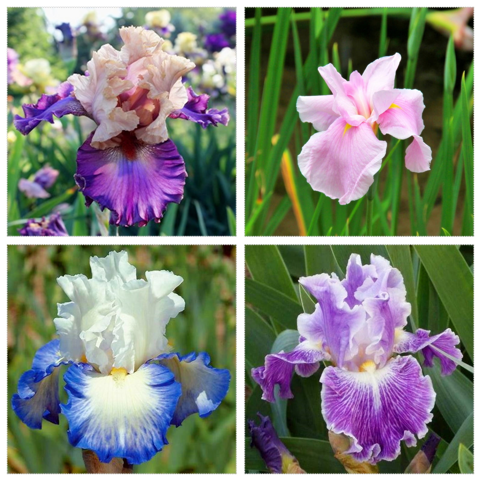 Iris for Planting iris for sale Easy Planting Garden decoration Fall or ...