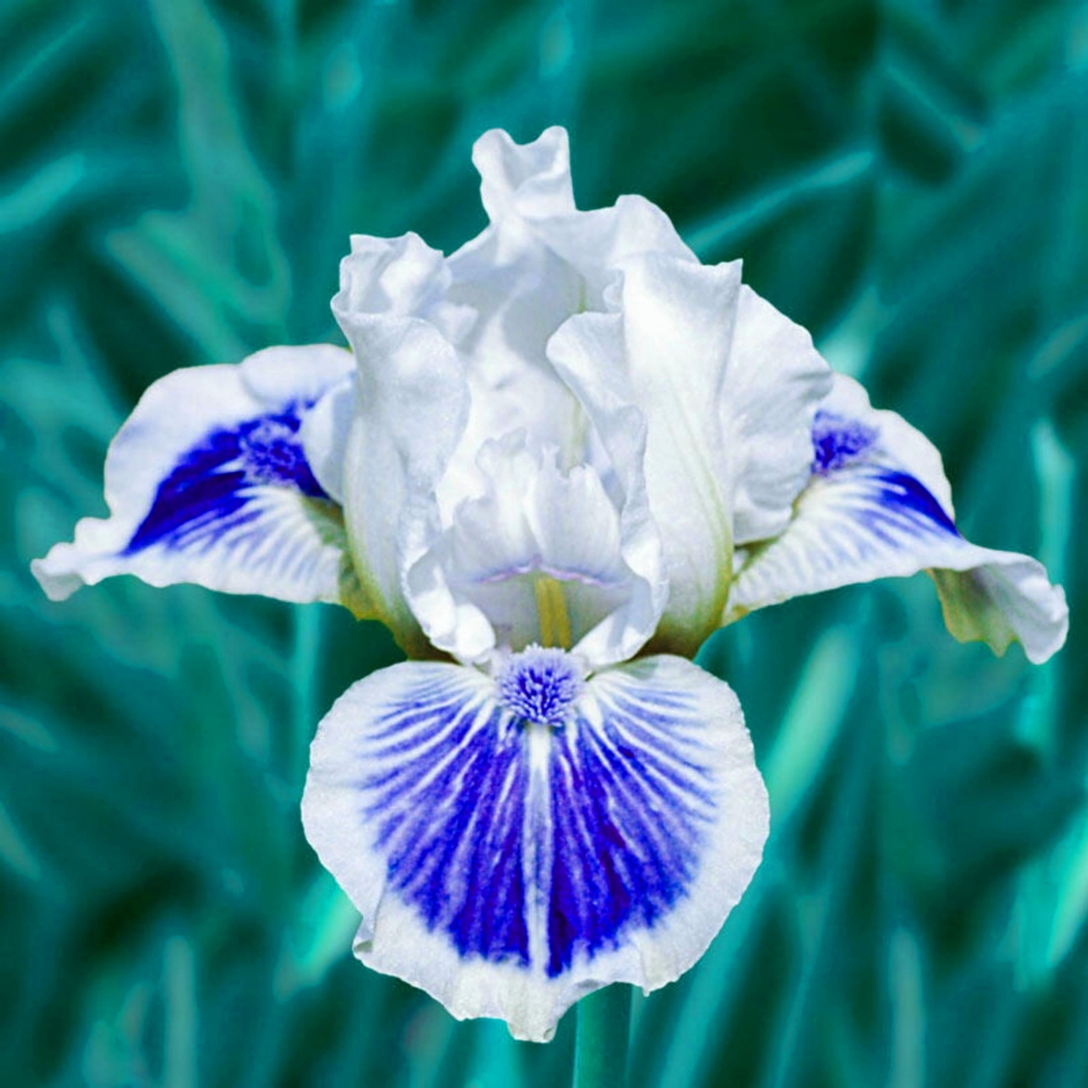 Iris - natural shape, enhances the sense of gardening - Walmart.com