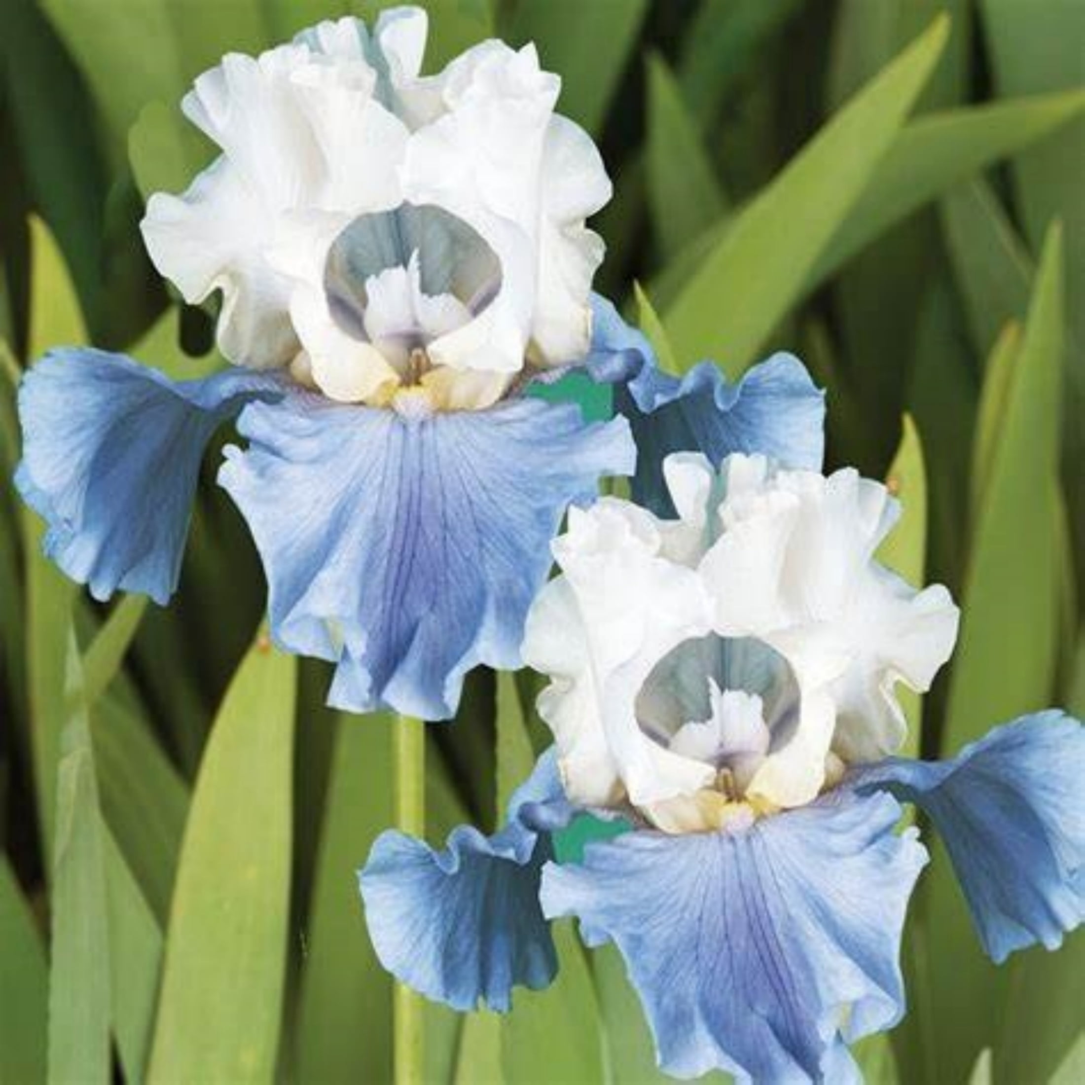 Iris - natural shape, enhances the sense of gardening - Walmart.com