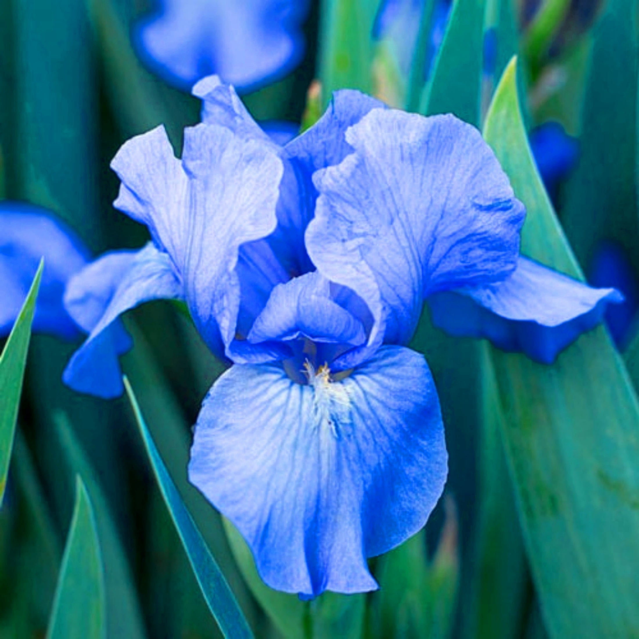 Iris - natural shape, enhances the sense of gardening - Walmart.com