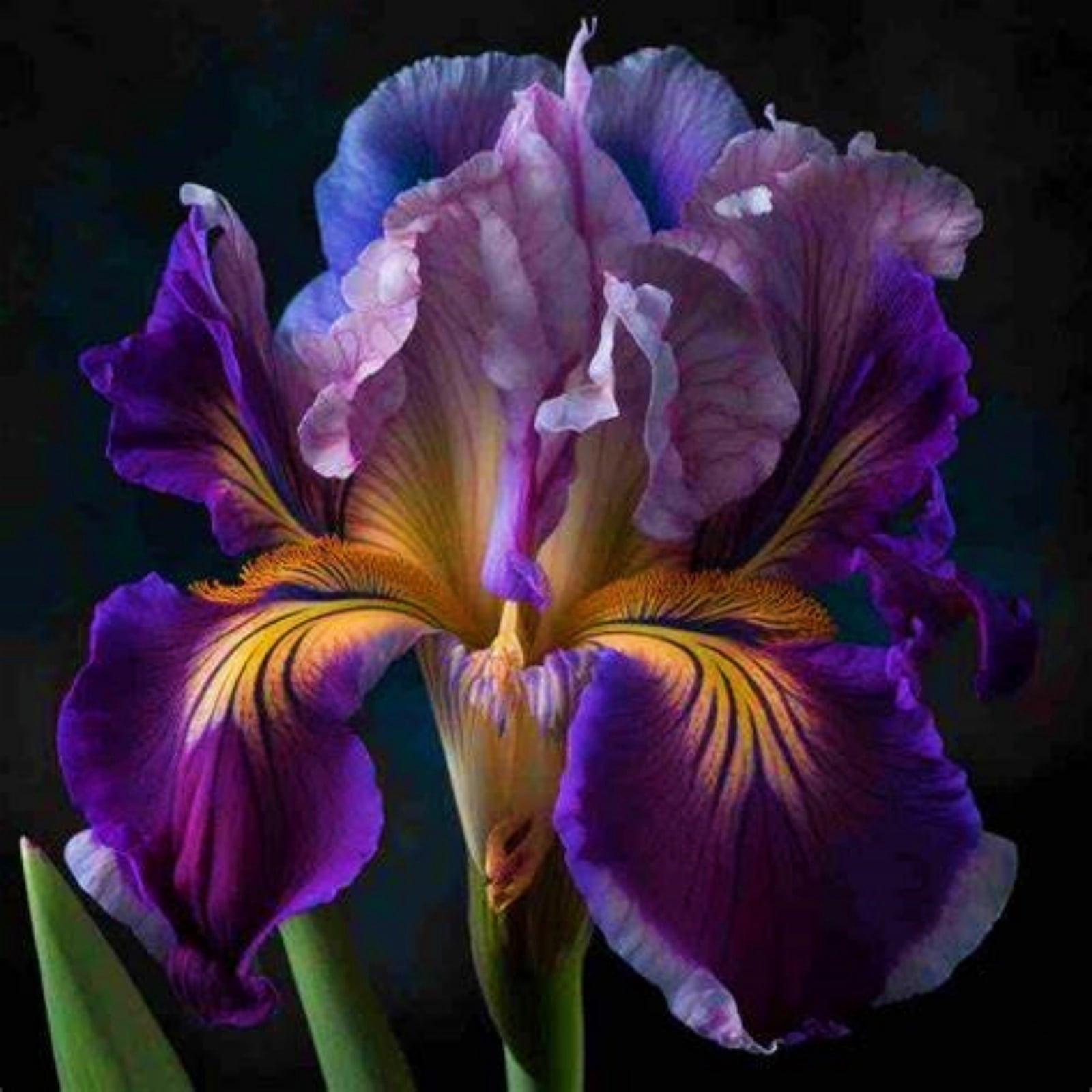Iris plant-Summer flowering-Perennial rhizome-Fast growth-Full and ...