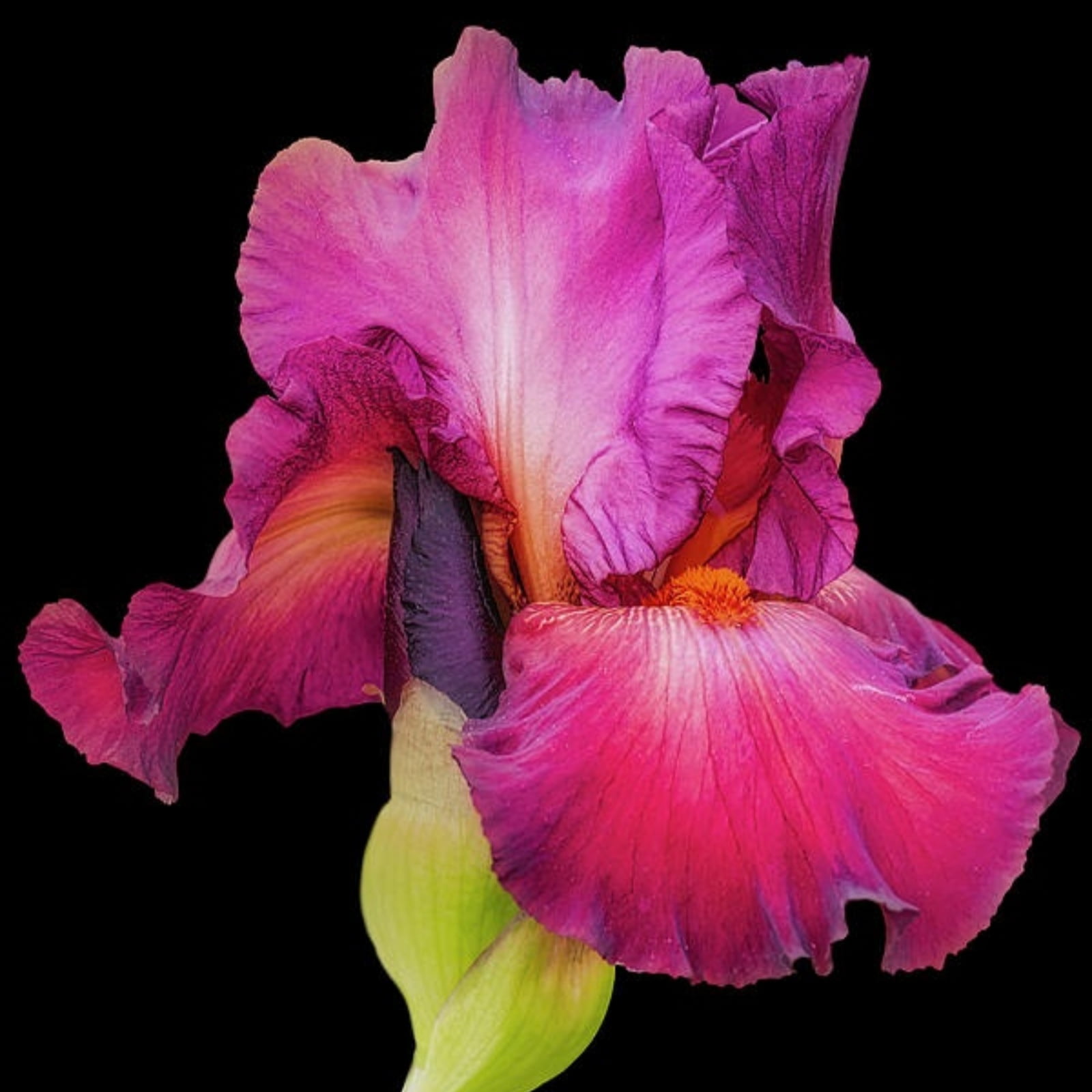 Iris plant-Summer flowering-Perennial rhizome-Fast growth-Full and strong-Beautify the garden ...