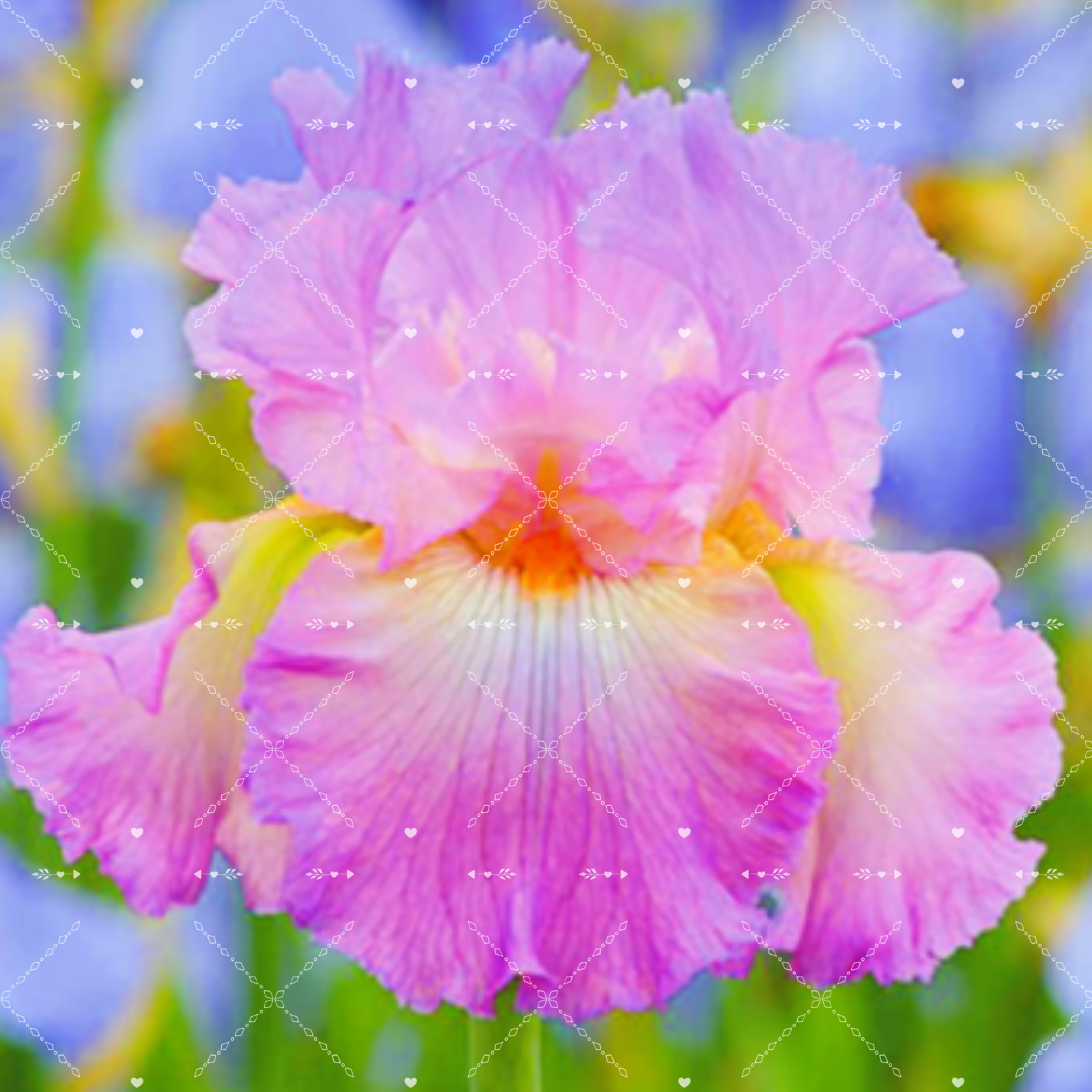 (Iris)planting,Ins style garden must-have,Home garden,,Low maintenance ...