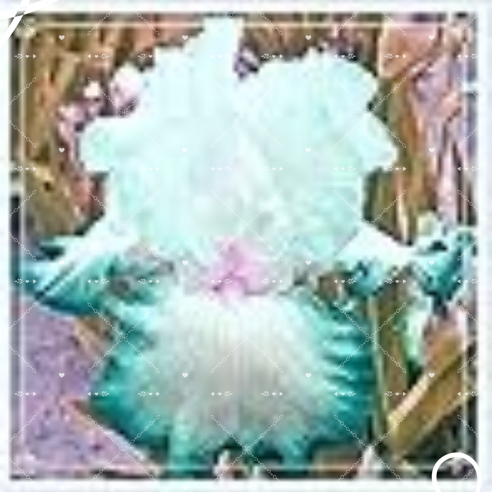 (Iris)planting,Ins style garden must-have,Home garden,,Low maintenance ...