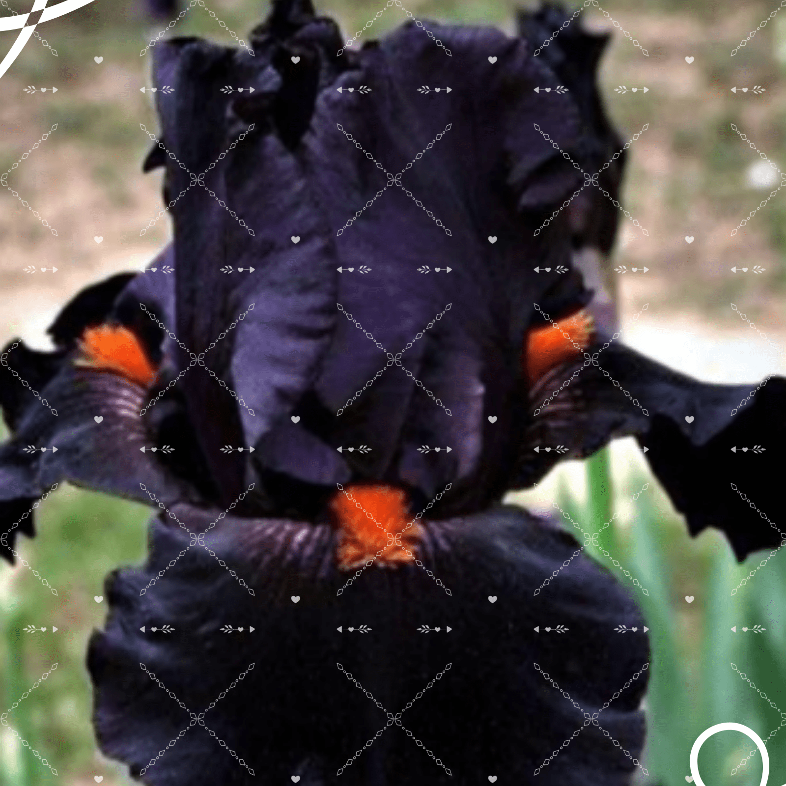 (Iris)planting,Ins style garden must-have,Home garden,,Low maintenance + drought-resistant ...