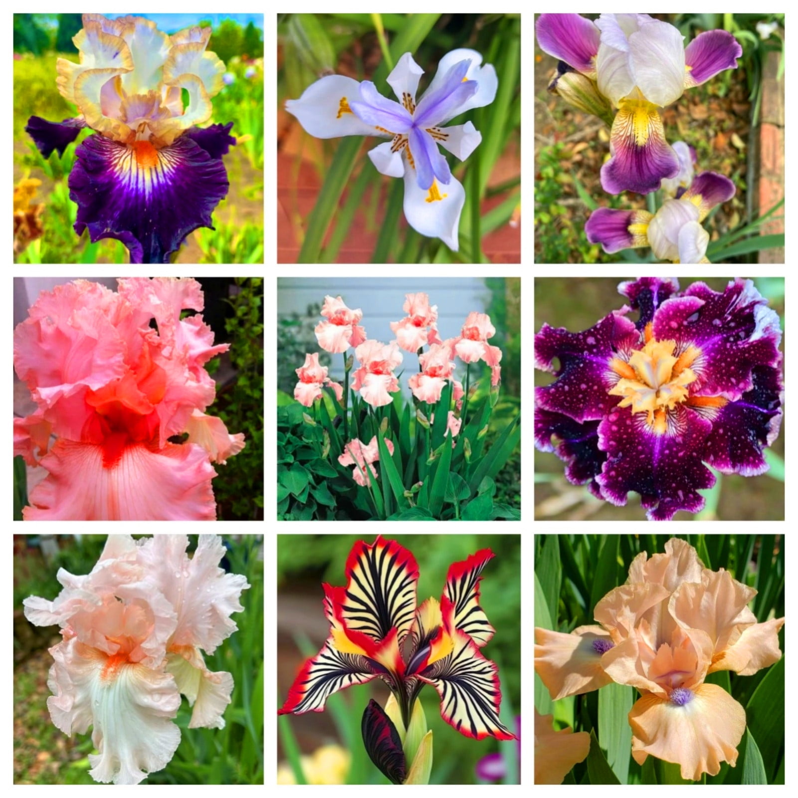 Iris rhizome. Highly decorative, suitable for flower pots and garden ...