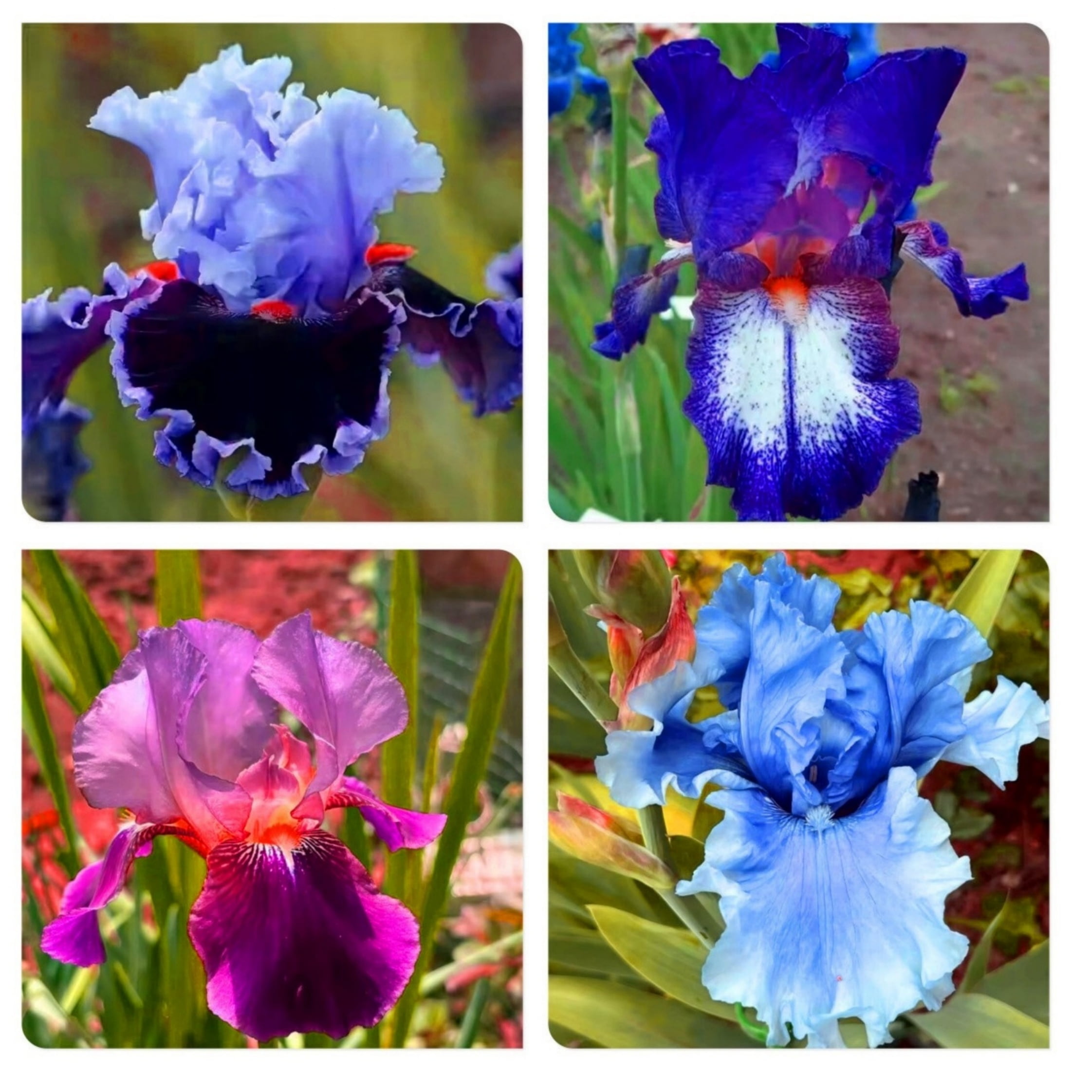 Iris-rich color levels, suitable for landscape matching - Walmart.com