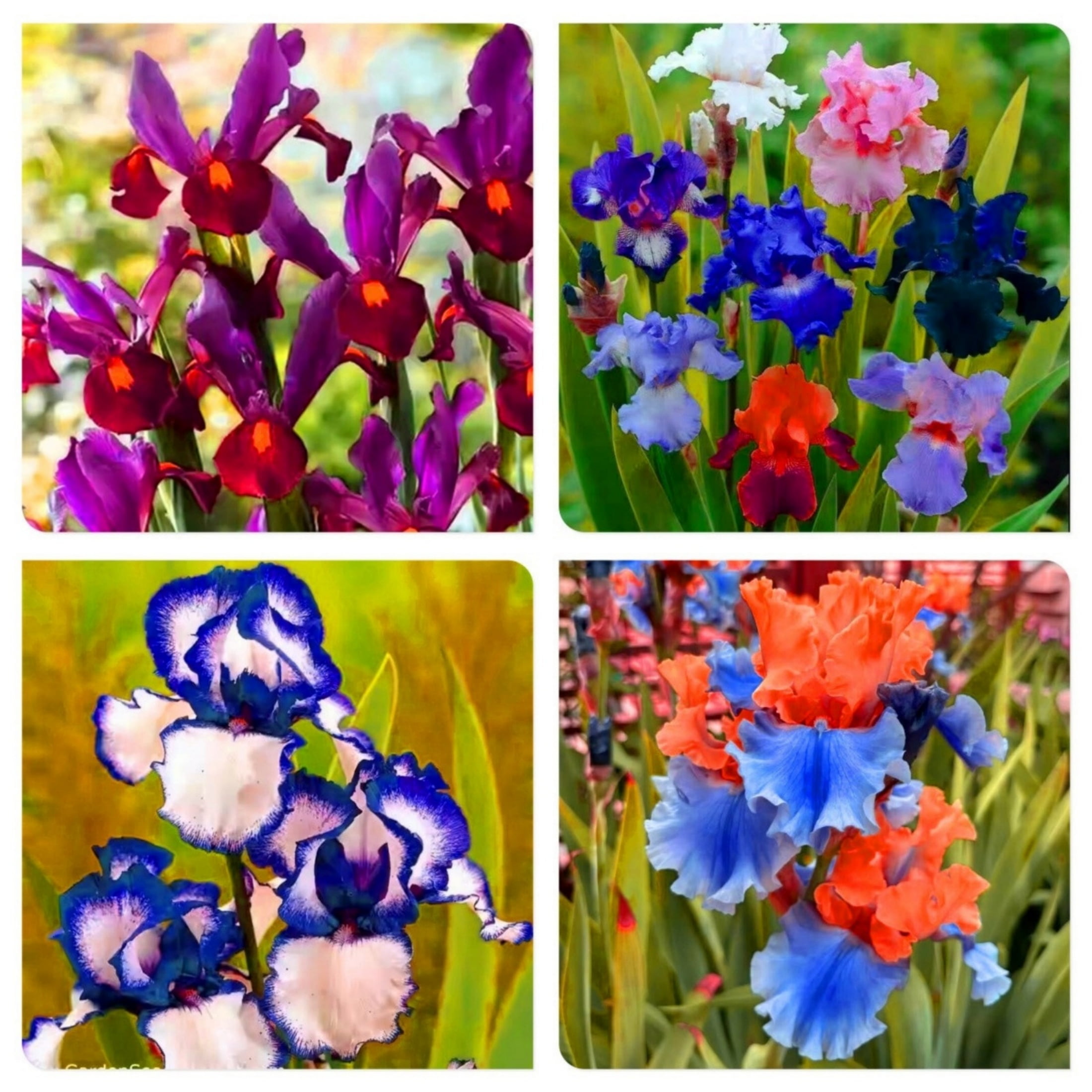 Iris-rich color levels, suitable for landscape matching - Walmart.com