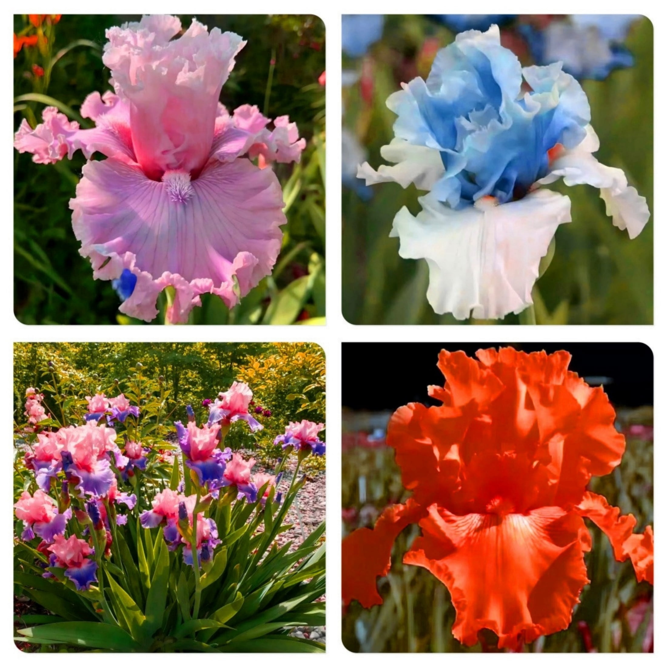 Iris-rich color levels, suitable for landscape matching - Walmart.com