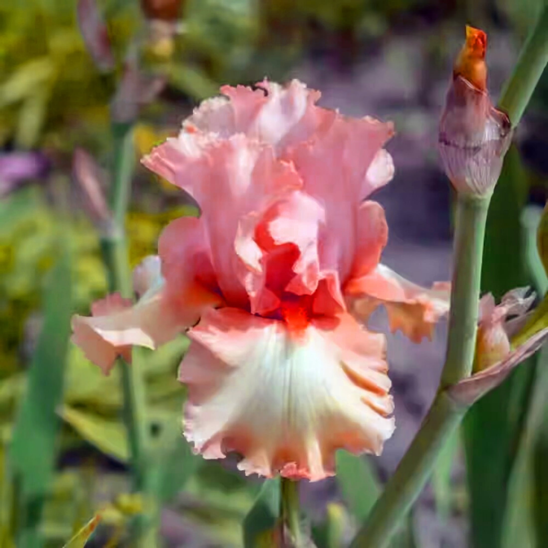 Iris - rich colors, high ornamental value - Walmart.com