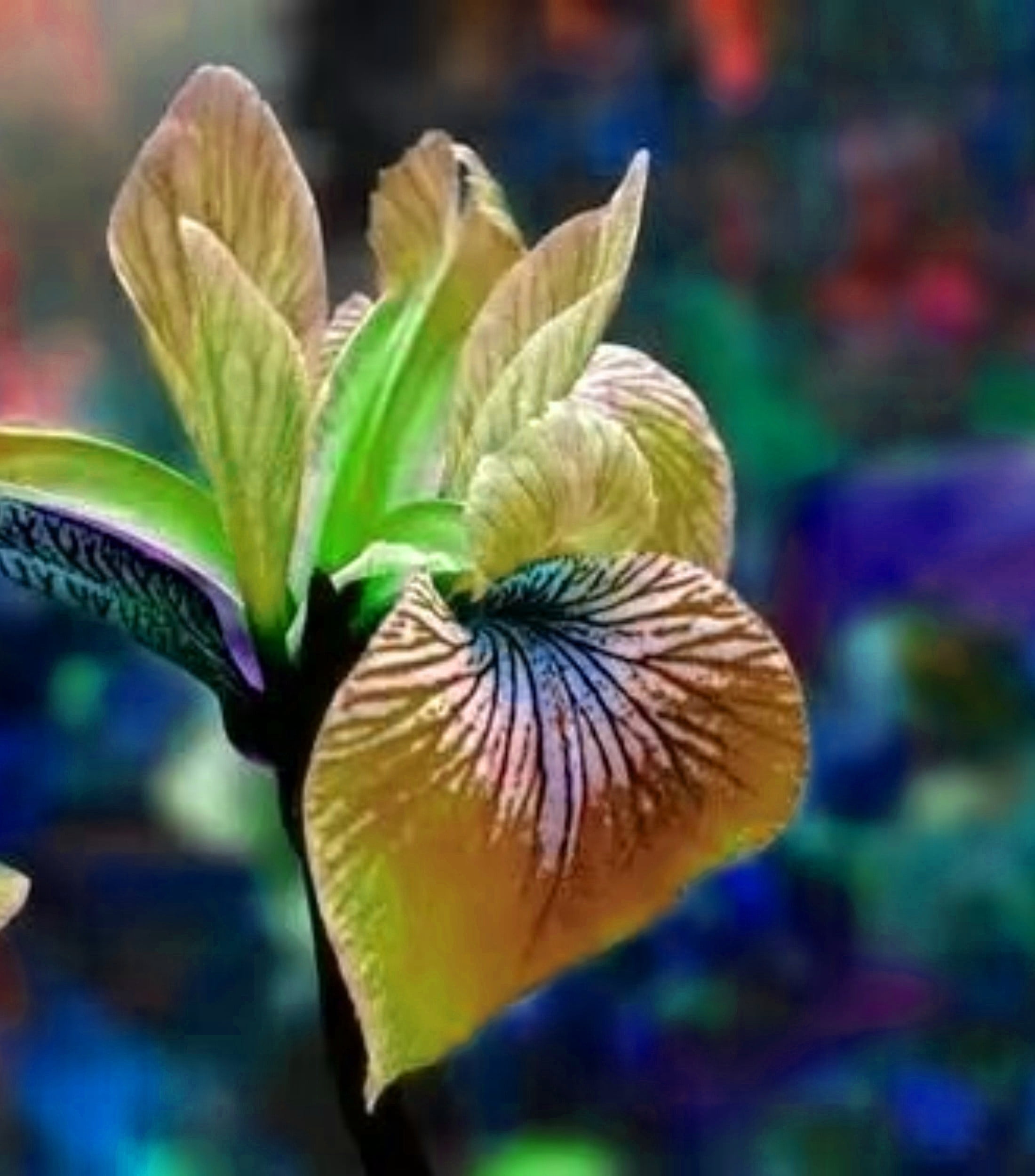 Iris, suitable for beginners to grow - Walmart.com
