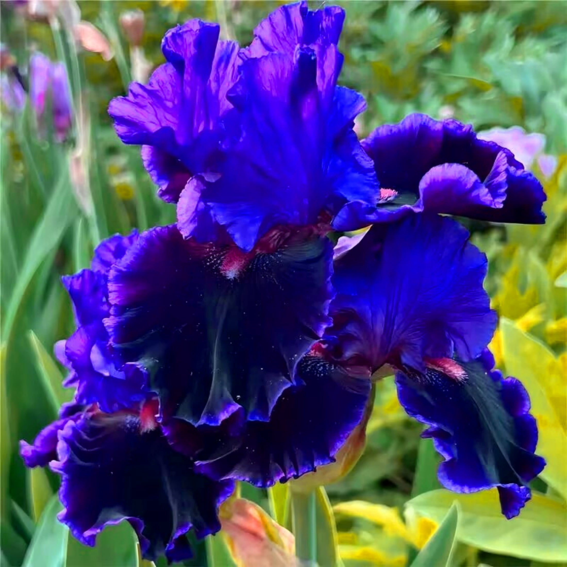 Iris, suitable for gardens and flower beds, attracts butterflies and ...