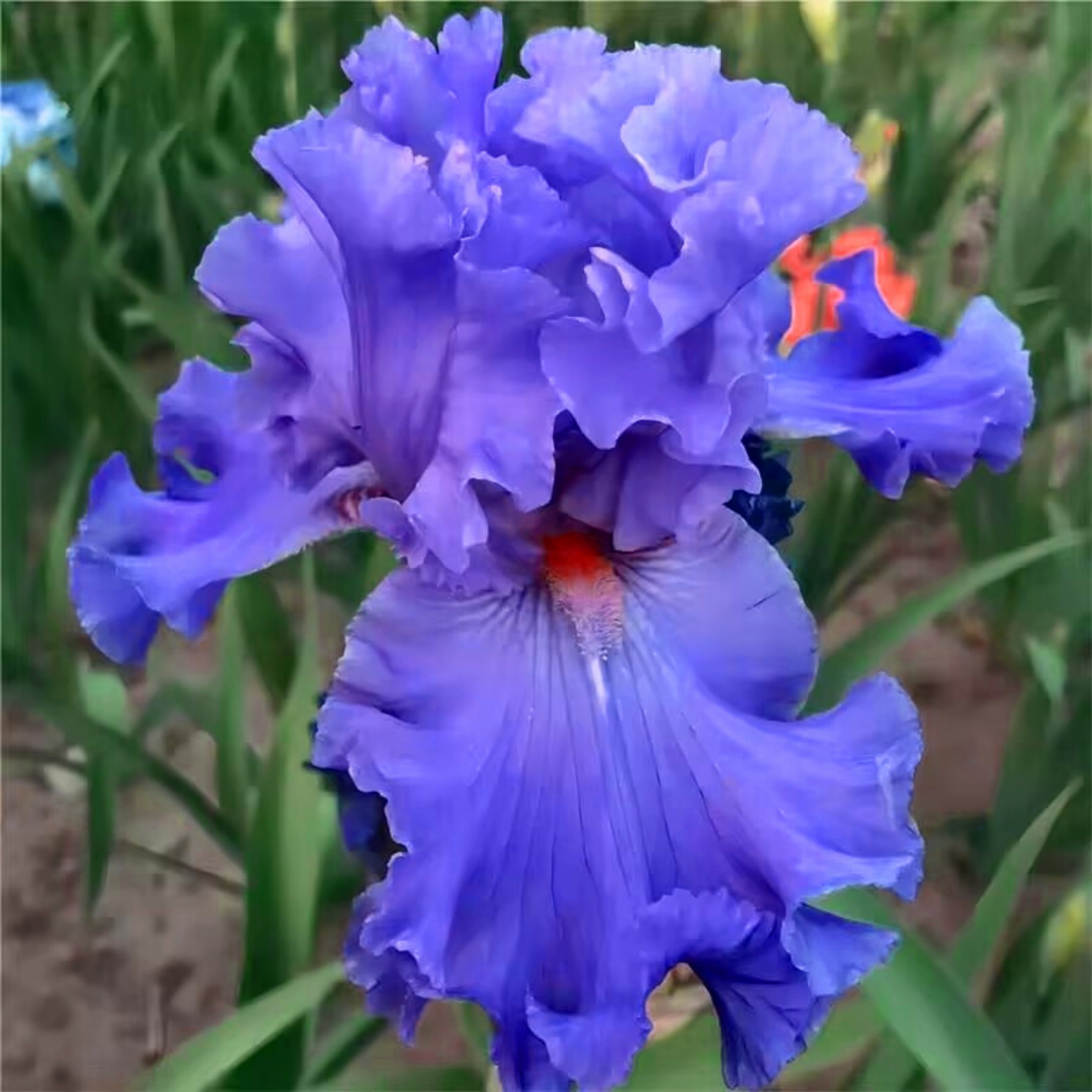 Iris, suitable for gardens and flower beds, attracts butterflies and ...