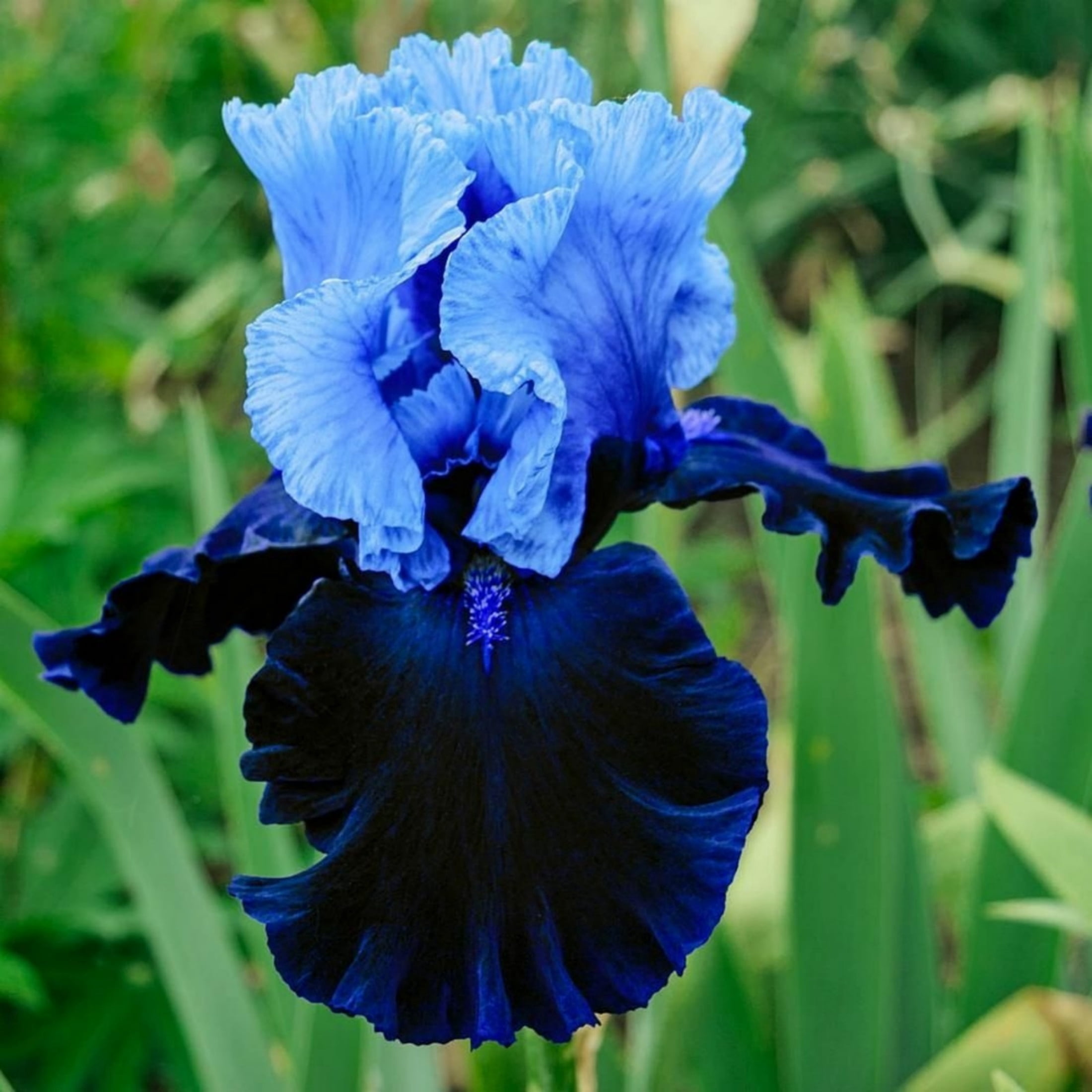 Iris-suitable for planting in courtyards, balconies, and flower beds ...