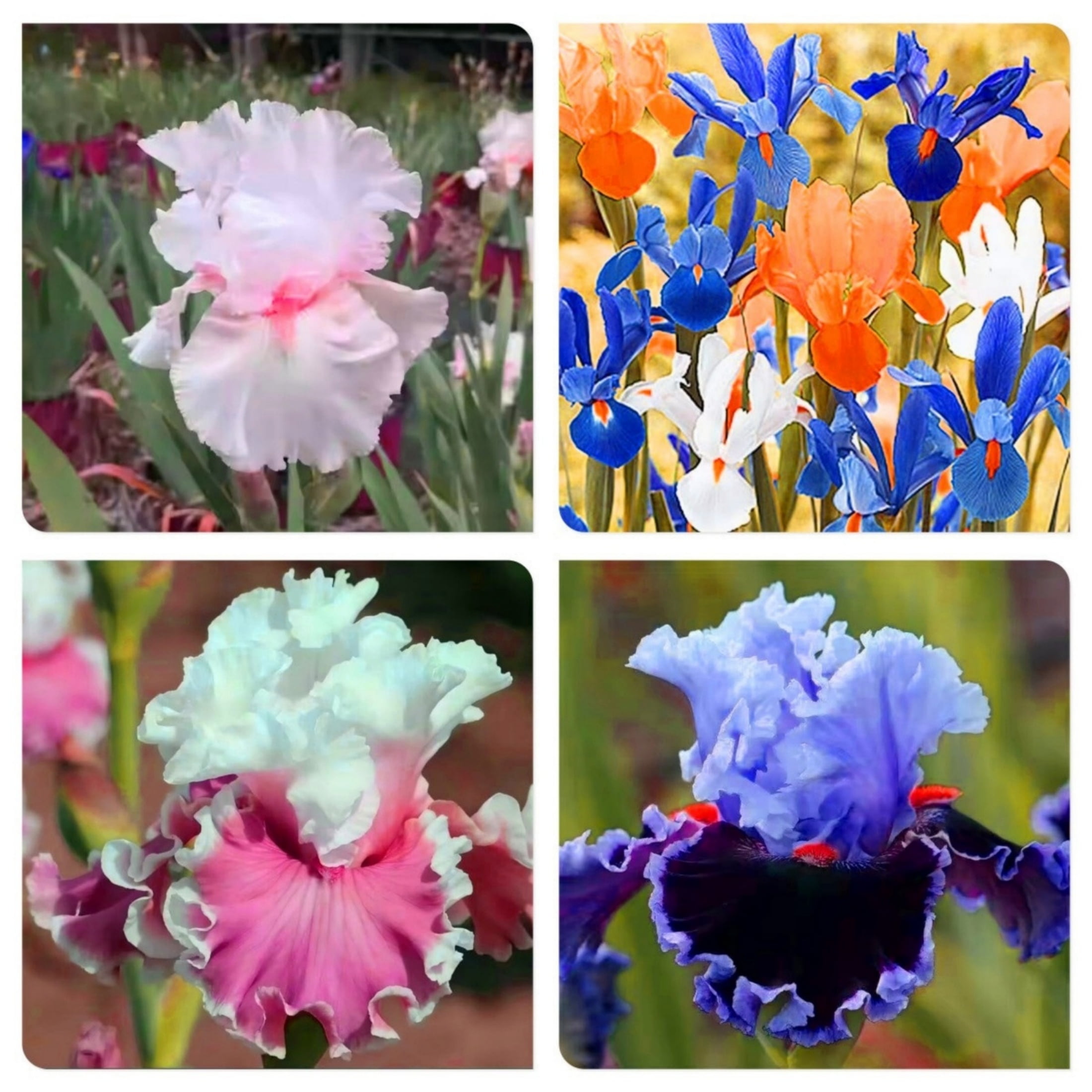 Iris-unique flower shape, enhances the artistic sense of the garden ...
