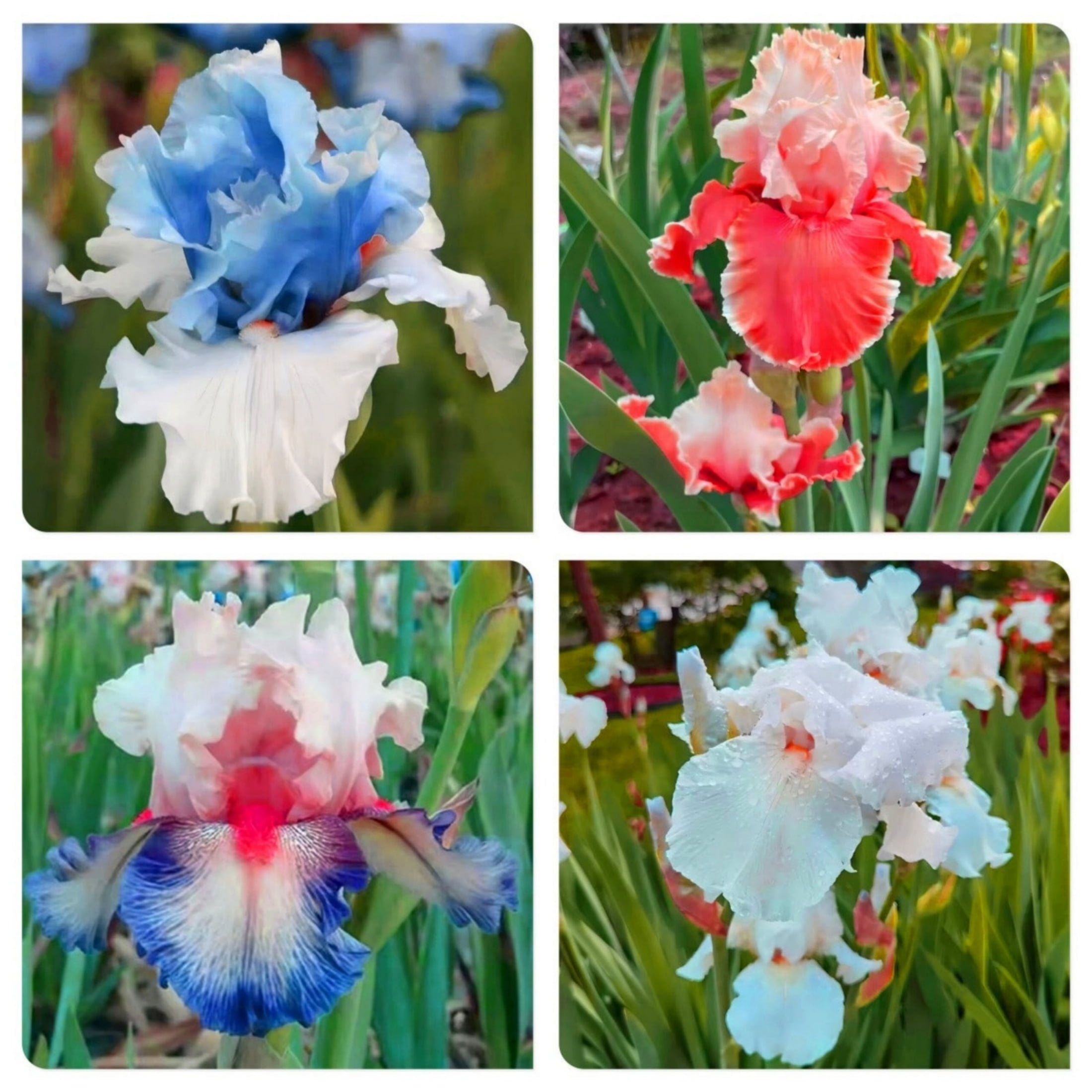 Iris-unique flower shape, enhances the artistic sense of the garden ...