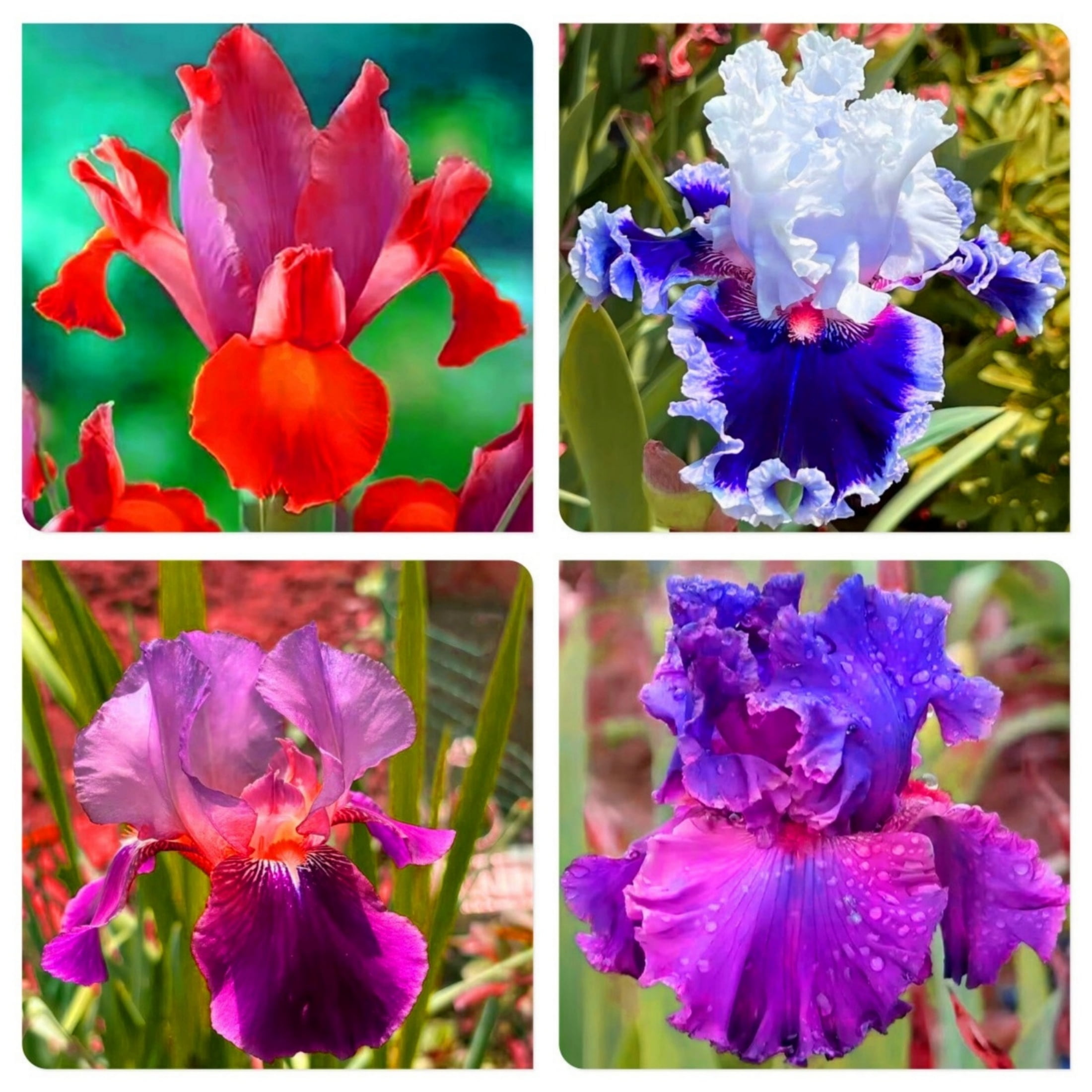 Iris-unique flower shape, enhances the artistic sense of the garden ...