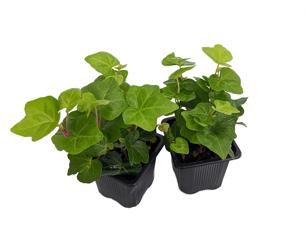 Irish Ivy - Hedera English Ivy - 2 Pack 3" Pots - , Indoors - Walmart.com