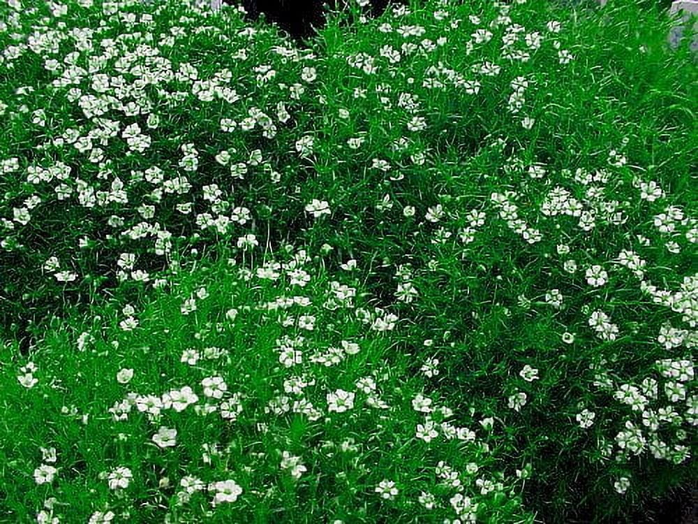 Irish Moss Plant - Sagina Subulata - Hardy Groundcover with Blooms ...