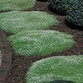 CZ Grain Irish Moss Seeds, 100+ Seeds, Vibrant Ground Cover, White Star ...