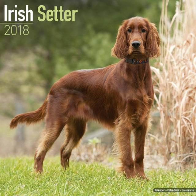 Irish Setter Calendar 2018 - Dog Breed Calendar - Wall Calendar 2017 ...