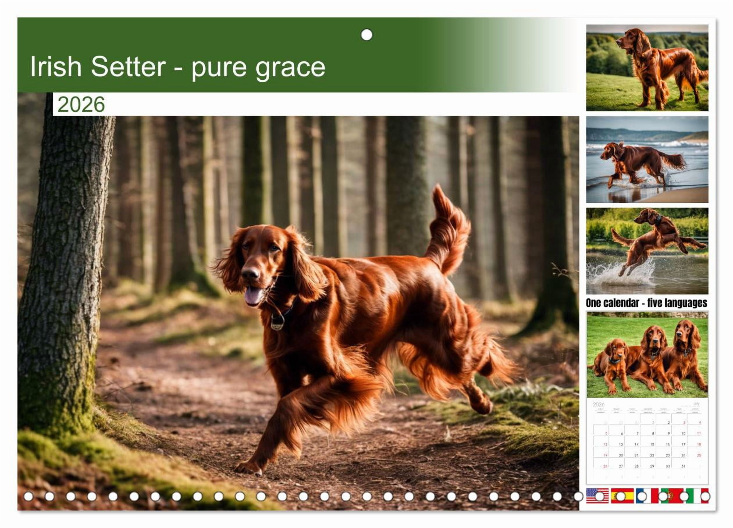 Irish Setter - pure grace (Monthly Wall Calendar 2026 11.7 x 16.5 (open ...