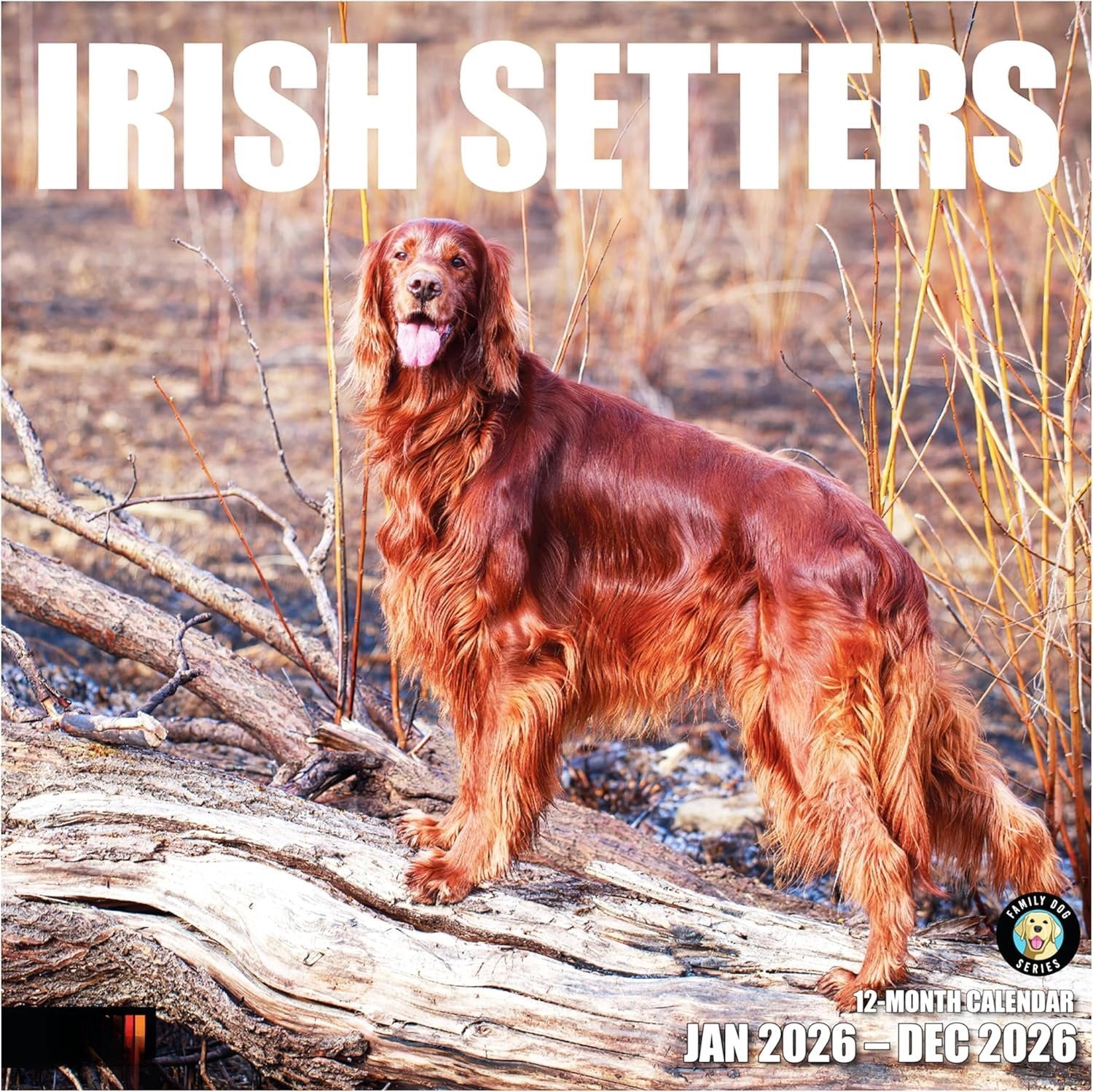 Irish Setters 2026 Wall Calendar 12 Month | 12" x 24" Open | Thick ...