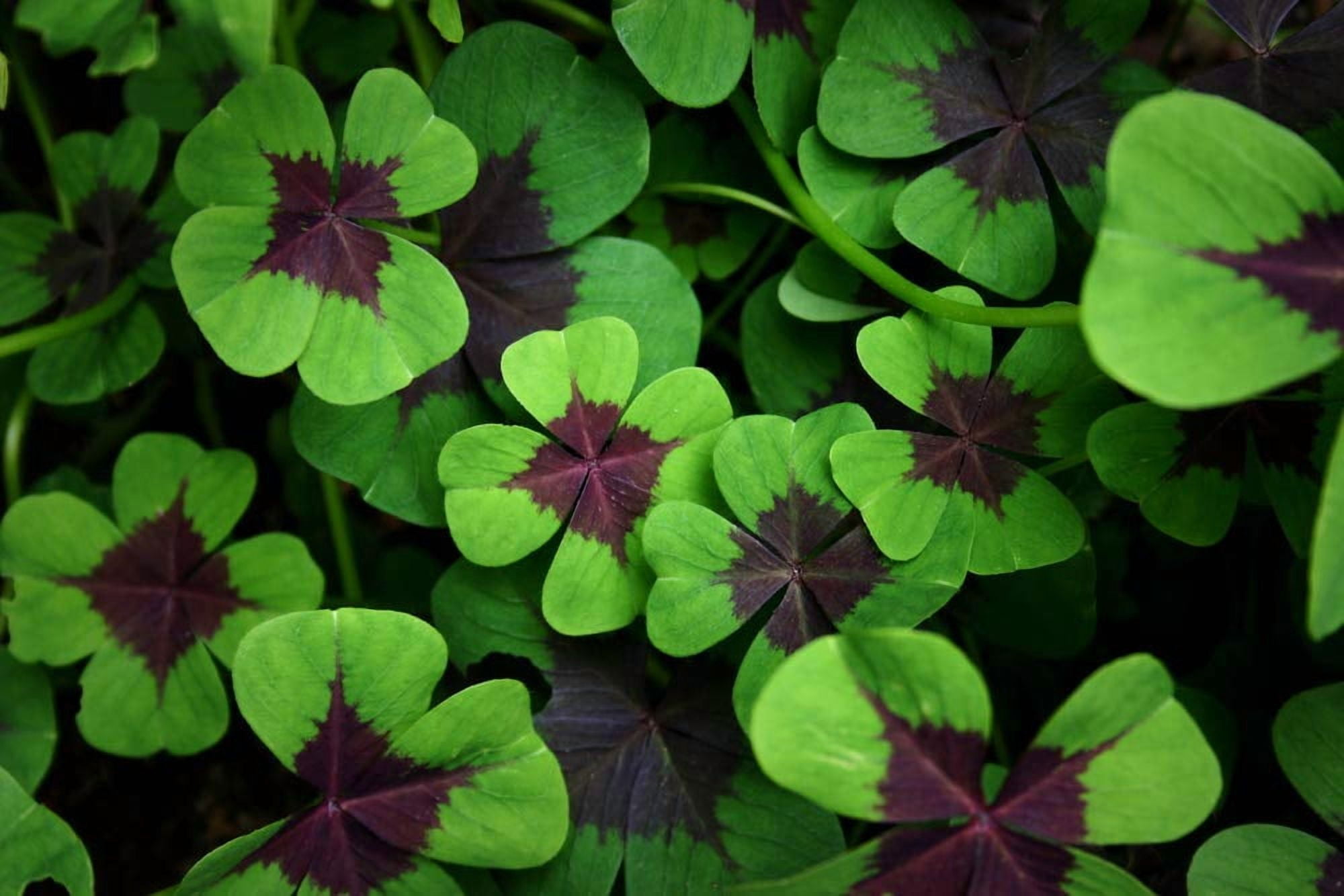Iron Cross Shamrock Bulbs - 10 Bulbs to Plant - Iron Cross Shamrocks ...