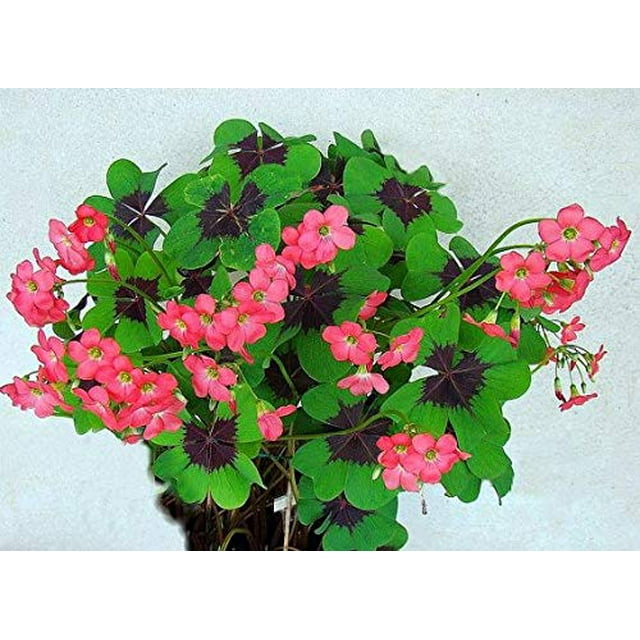 Iron Cross Shamrock Bulbs - 5 Bulbs to Plant - Good Luck Plant - Fast ...