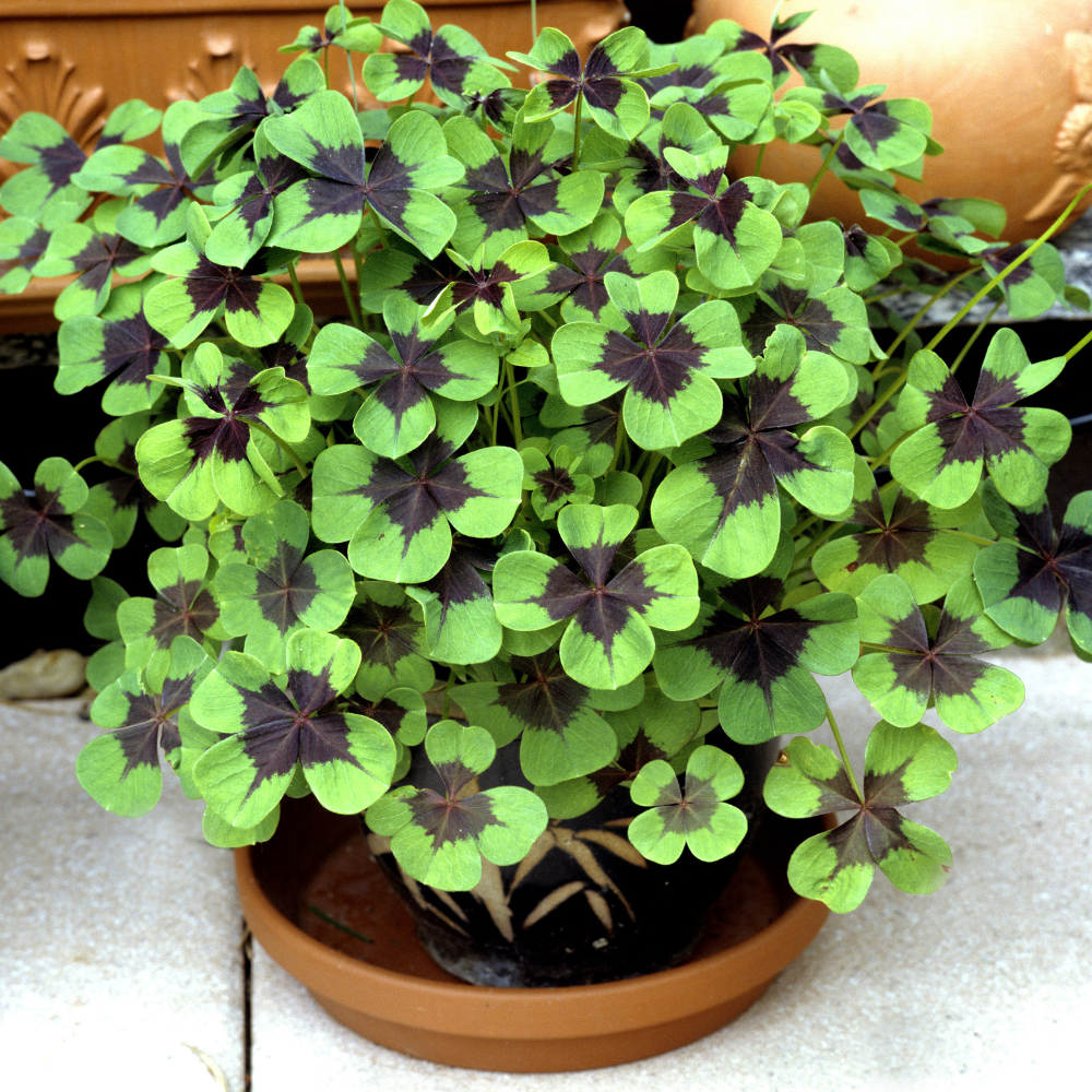 Iron Cross Shamrock Live Plant, 5 - 7 Inches Height, Green and Purple ...