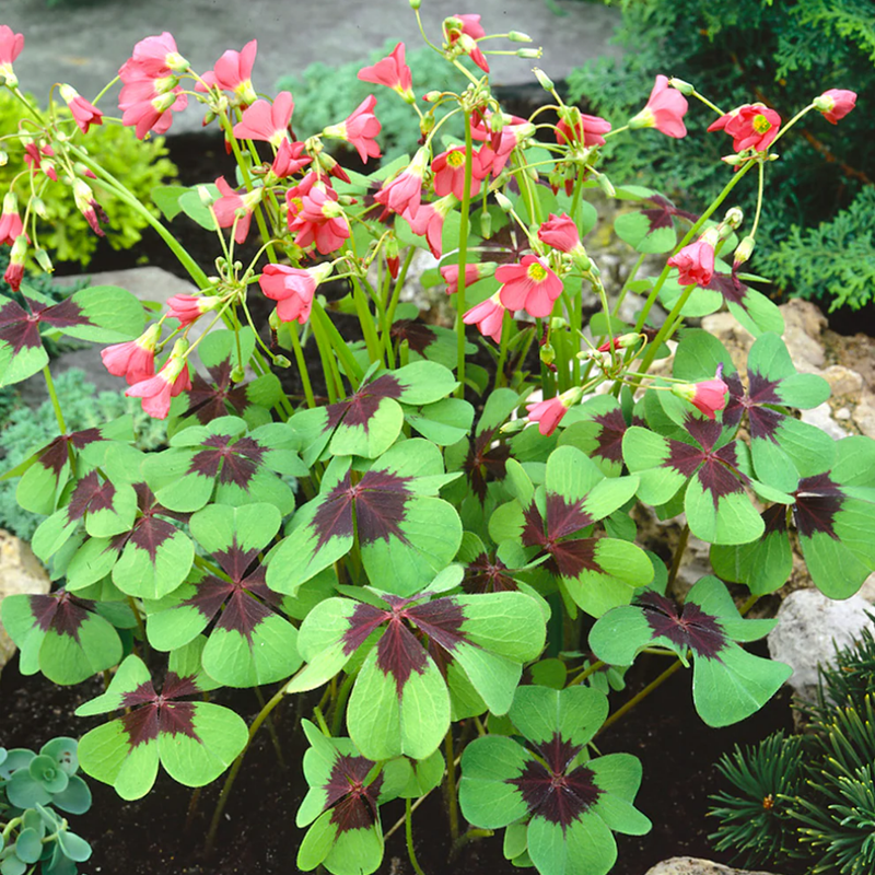 Iron Cross Shamrock Live Plant, Lucky Clover for Outdoor Garden, 7 Inch ...