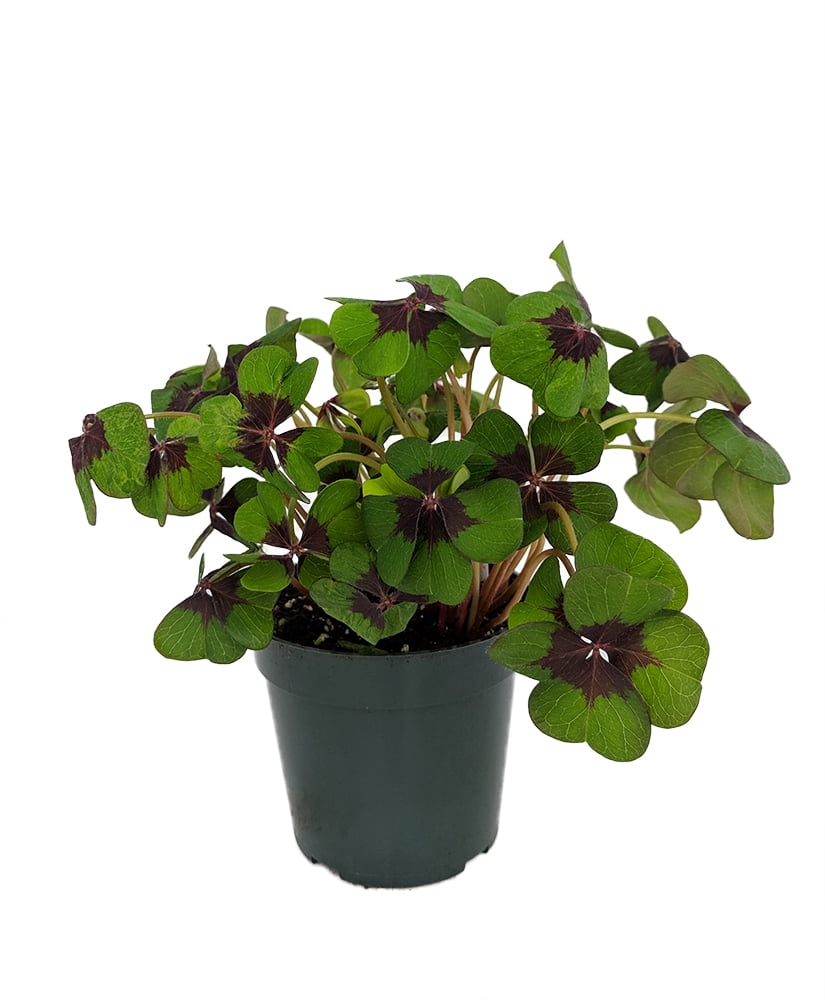Iron Cross Shamrock Oxalis Plant - Easy grow houseplant - 4" Pot ...