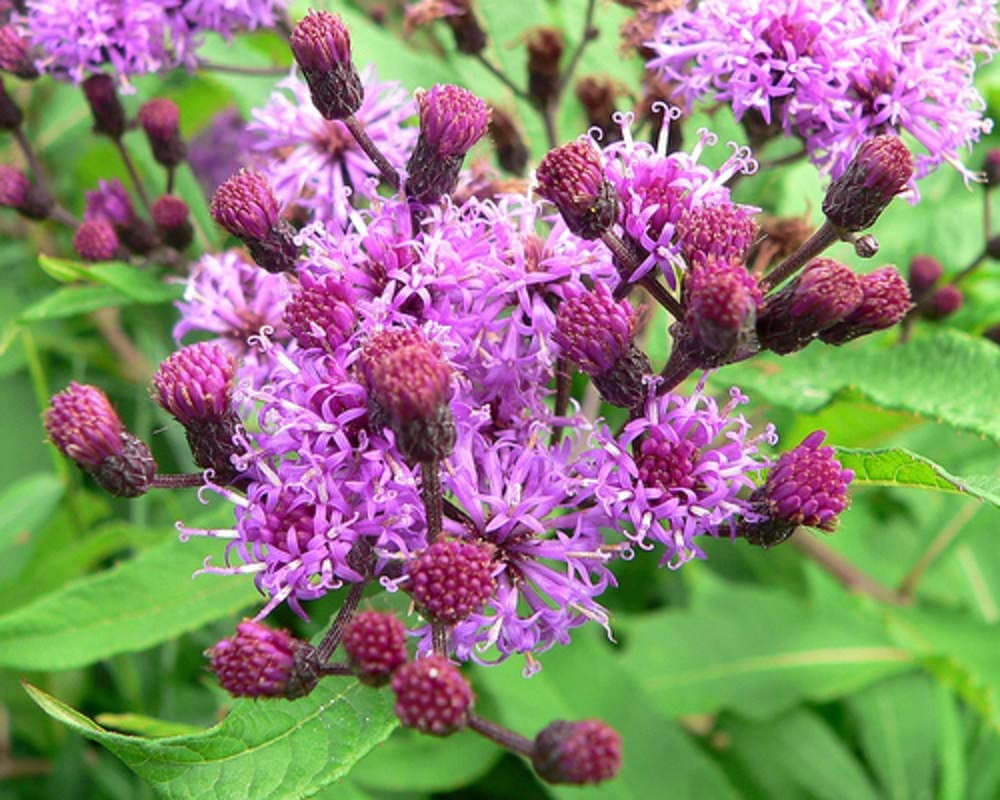 Ironweed Seeds for Planting (100 Seeds) Vernonia gigantea - Walmart.com