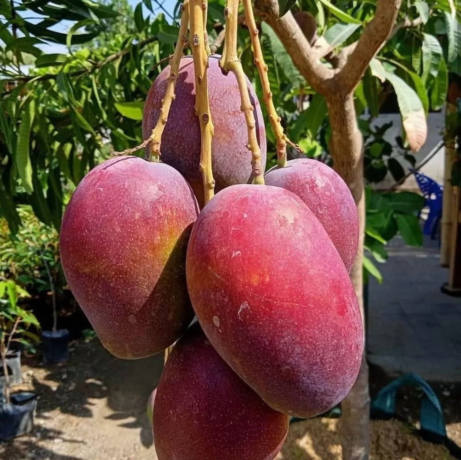 Irwin Mango Tree Live Plant 10-14" Tall in Pot - Sweet Mango Tree ...