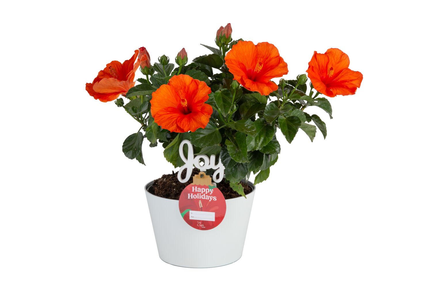 Island Bloom Live Tropical Blooming HibisQs Holiday Plant in 3Qt ...