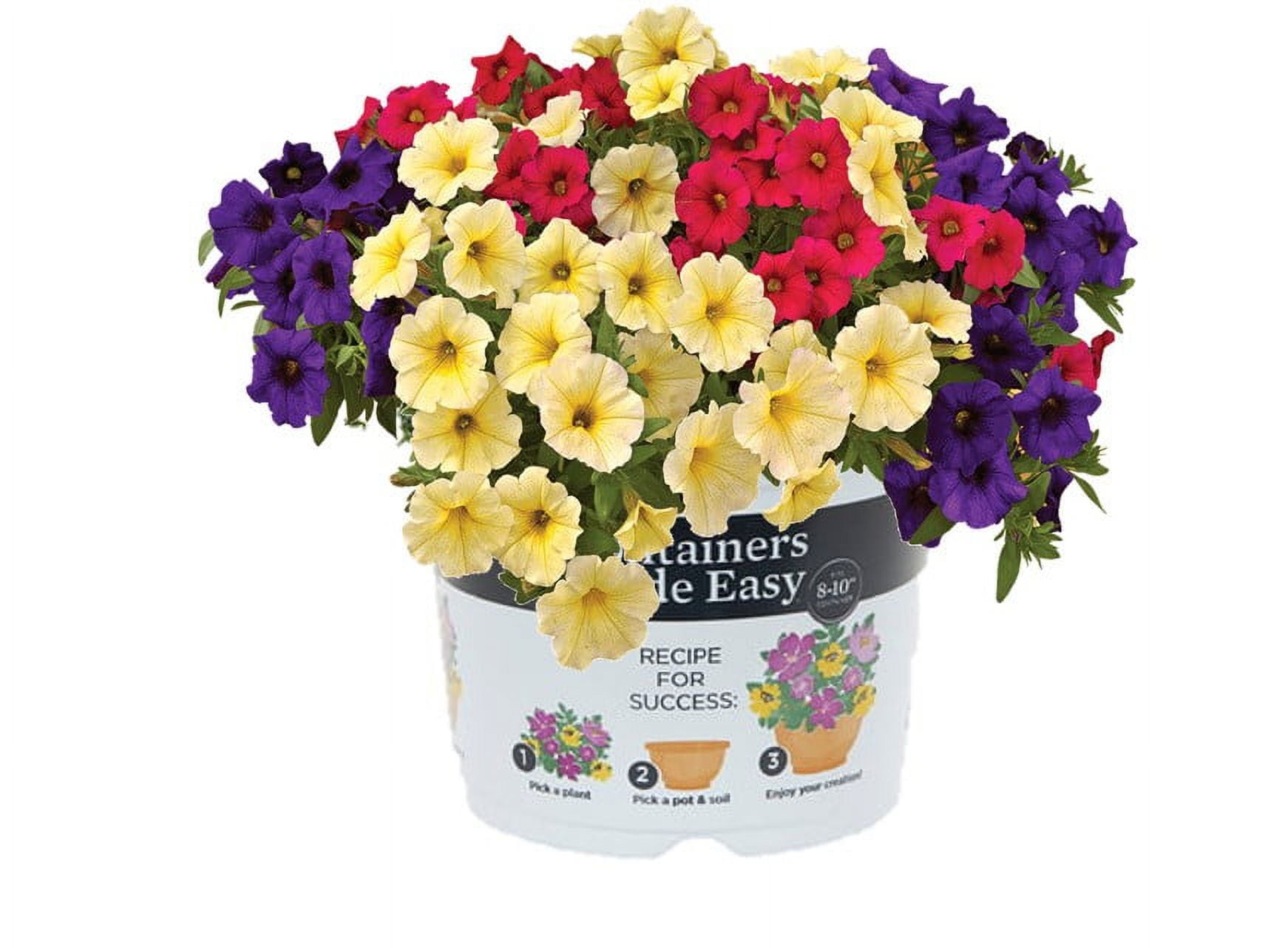 Island Blooms 1.5 Gallon Combo Planter Planter, Live Plant - Walmart.com
