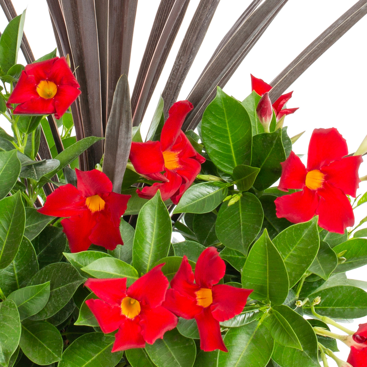 Island Blooms 1.5G Multicolor Tropical Combo Live Plants with ...