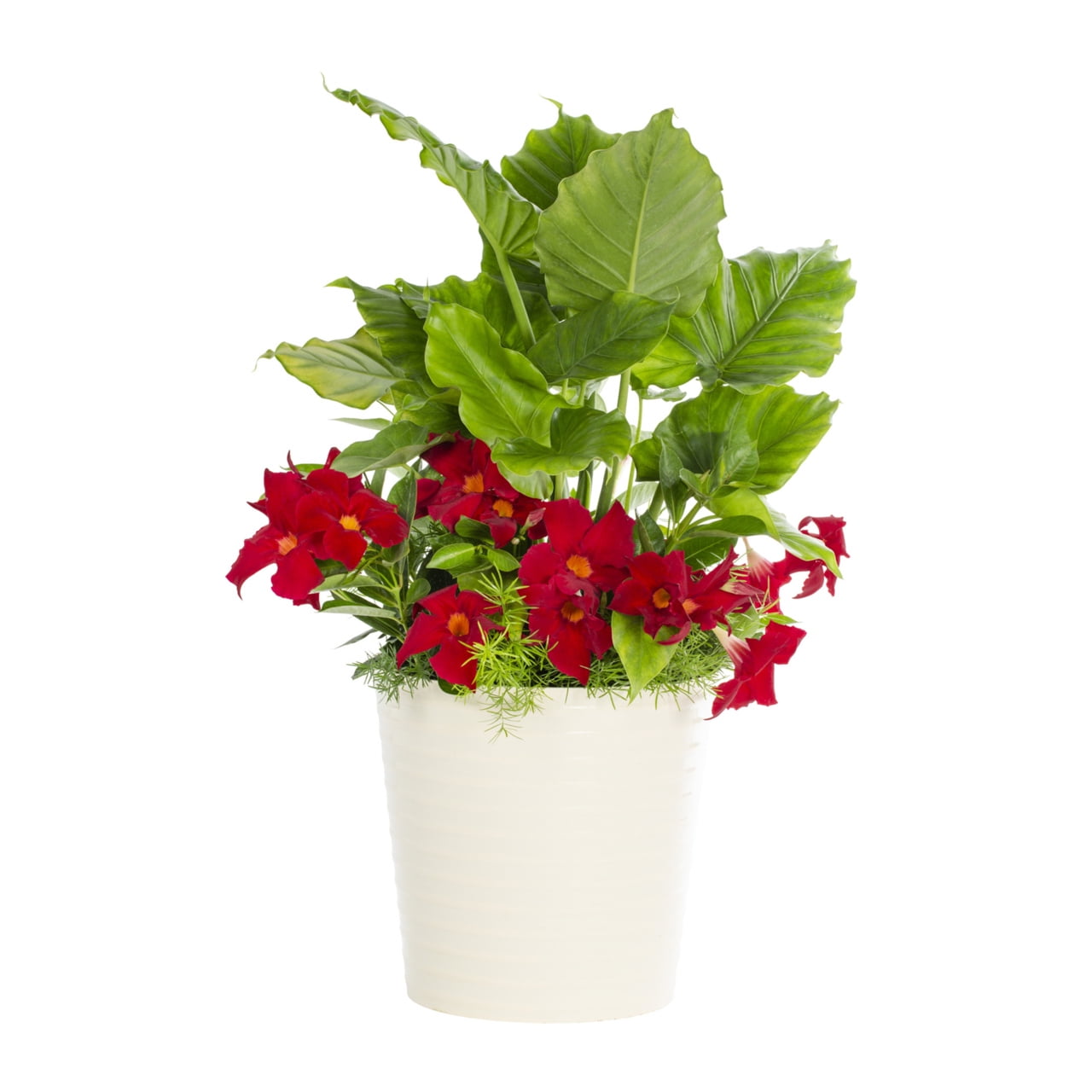 Island Blooms 2.25gal Multicolor Tropical Combo Live Tropical Plant ...