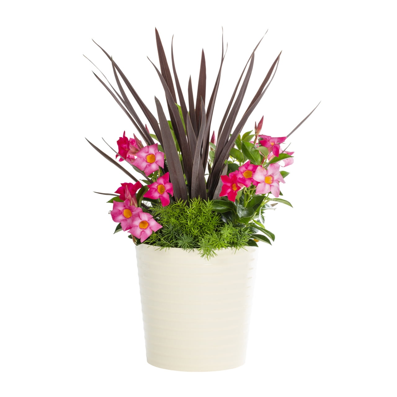 Island Blooms 2.25gal Multicolor Tropical Combo Live Annual Plant with ...